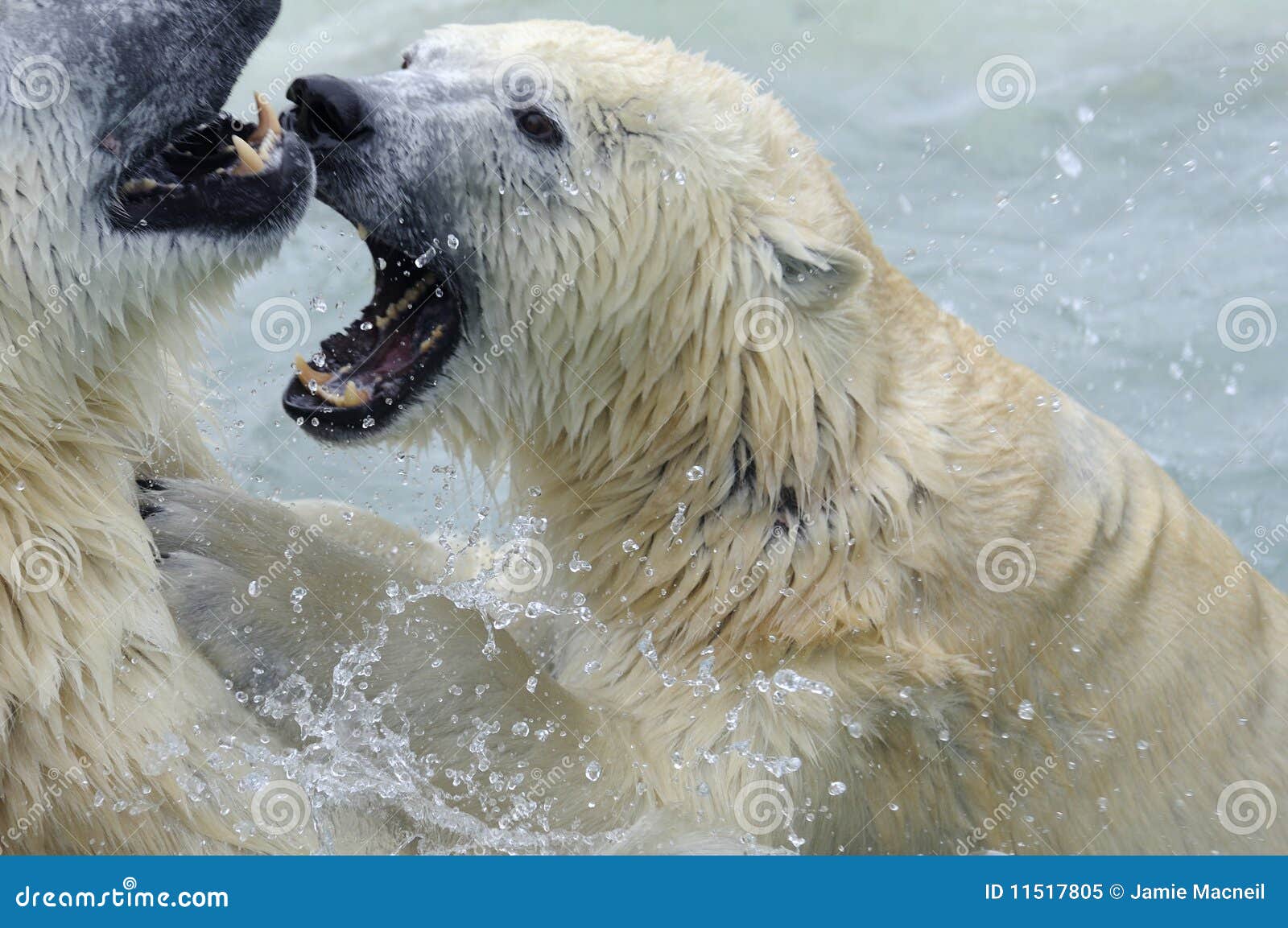 Het Vechten van Ijsberen stock afbeelding. Image of snoezig - 11517805