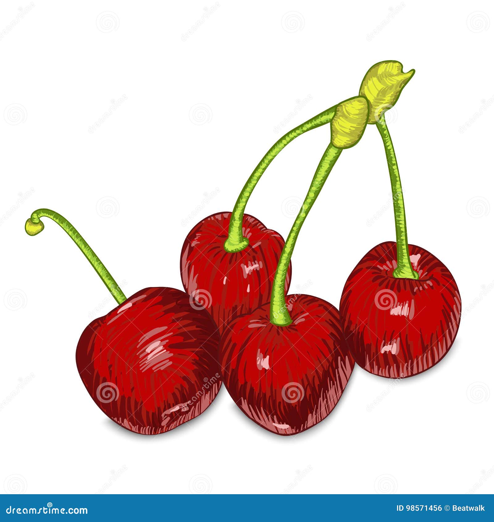 Het Vectorillustratie Digitale Schilderen Van Kers Vector Illustratie ...