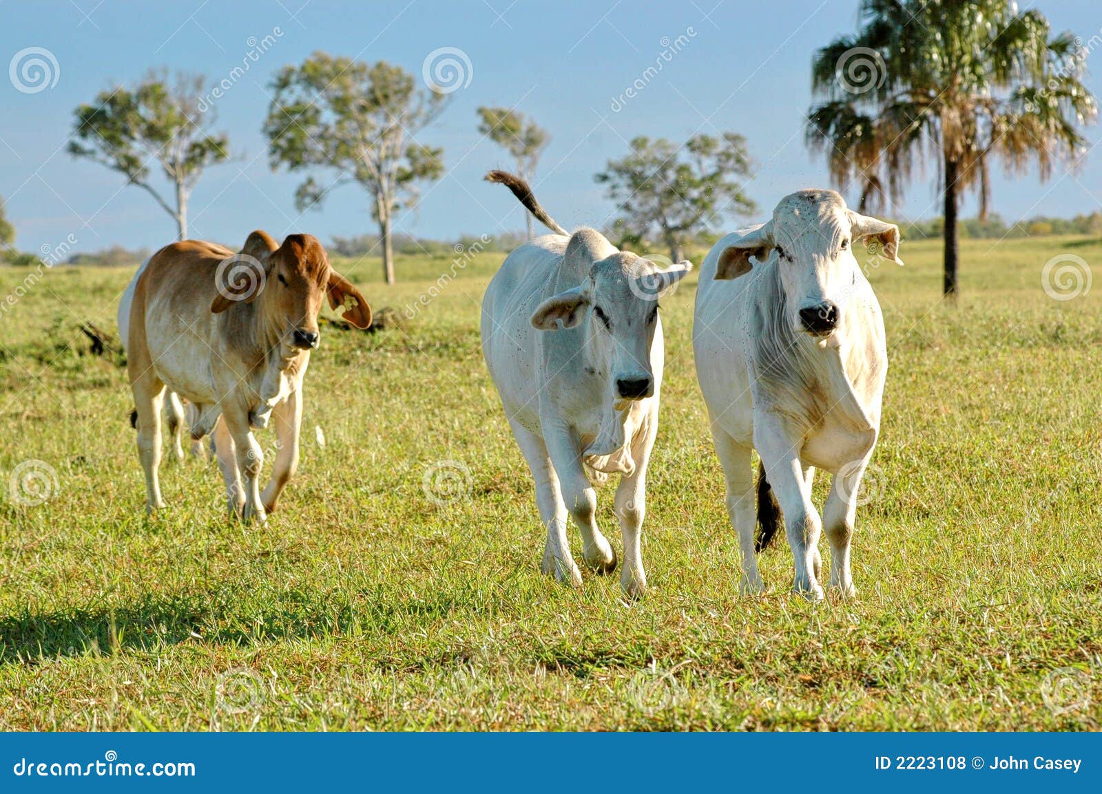 Het vee van de brahmaan stock foto. Image of dier, dieren - 2223108