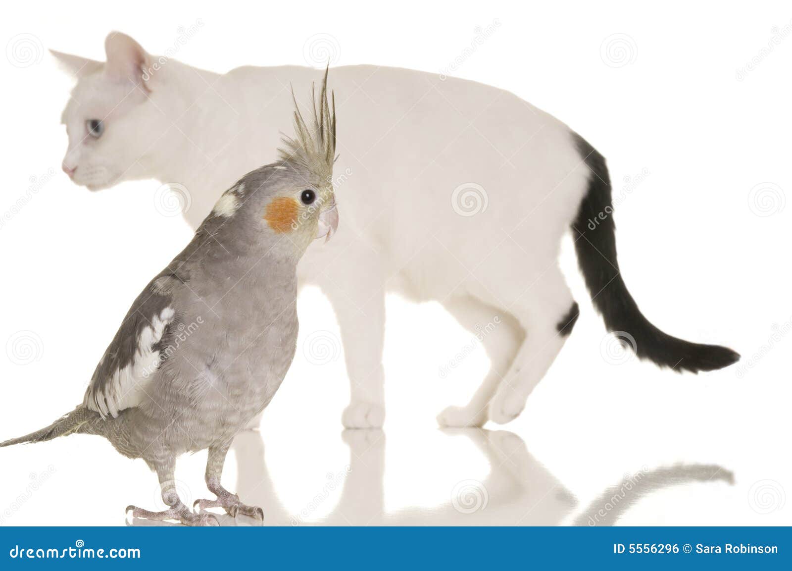 Het Verhaal Van De Kat En Van De Vogel Stock Foto - Image of ...