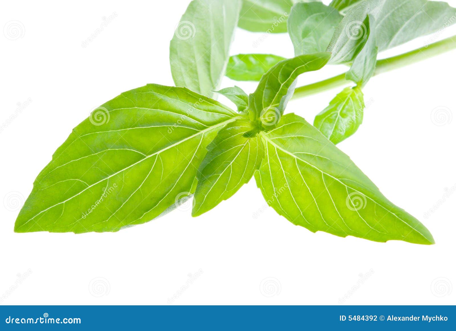 Het Verse Basilicum Isoleert Stock Foto - Image of keuken, vers: 5484392