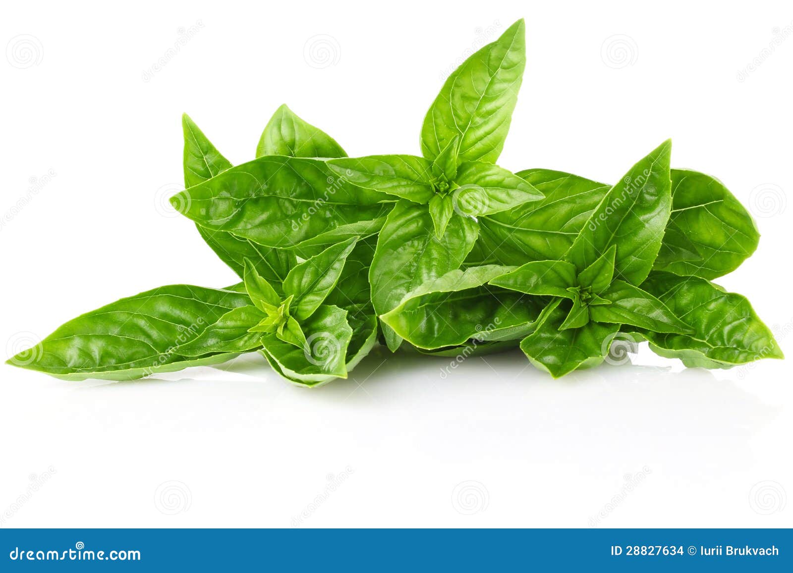 Het Verse Basilicum Van Het Takje Stock Foto - Image of gastronomisch ...