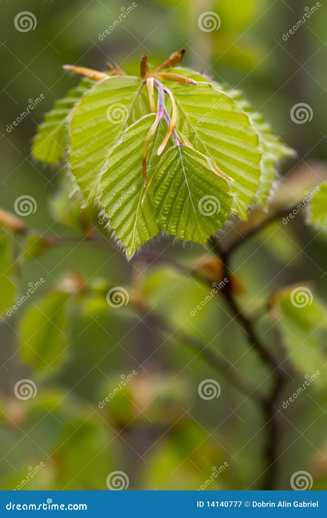 Het verse blad van de beuk stock afbeelding. Image of samenvatting ...