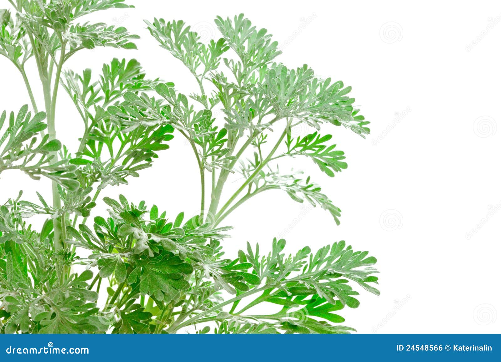 Het Verse Groene Absint Van De Alsem (alsem) Stock Foto - Image of ...