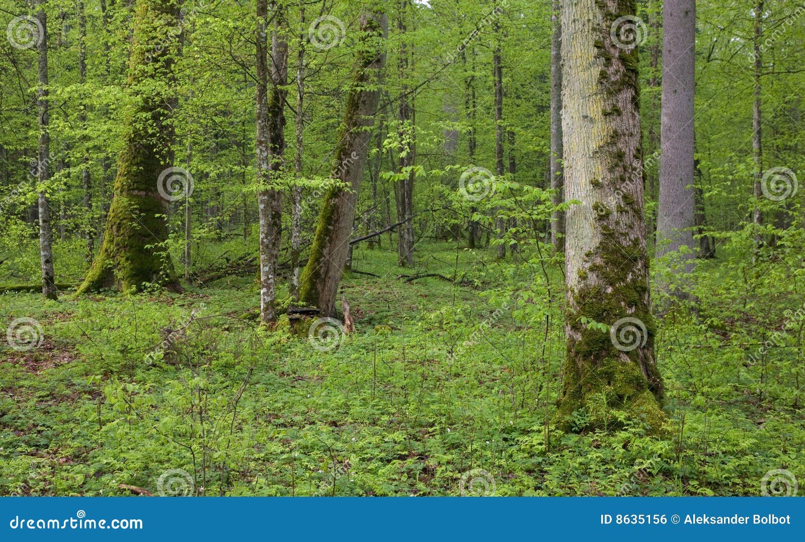 Het Verse Groene Bos Van De LenteBialowieza Stock Foto - Image of ...