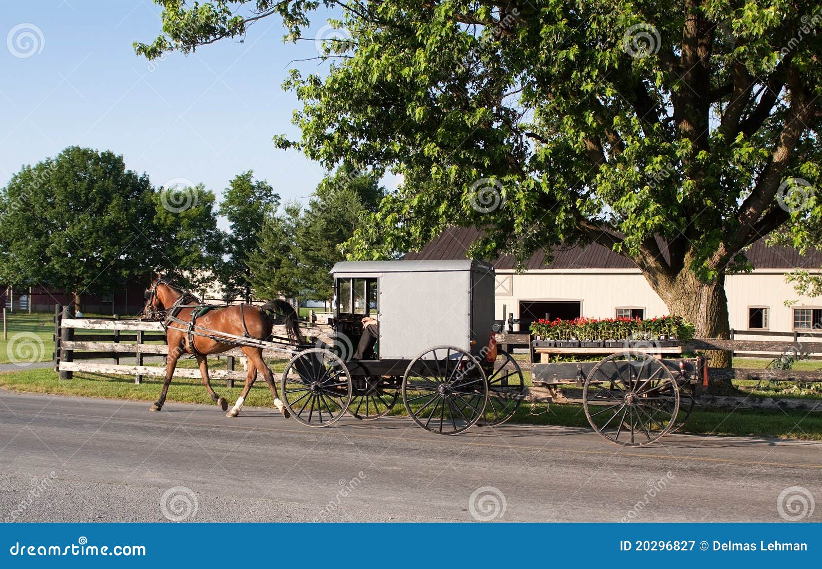 Het Vervoer Van Amish En De Kar Van De Bloem Stock Afbeelding - Image ...