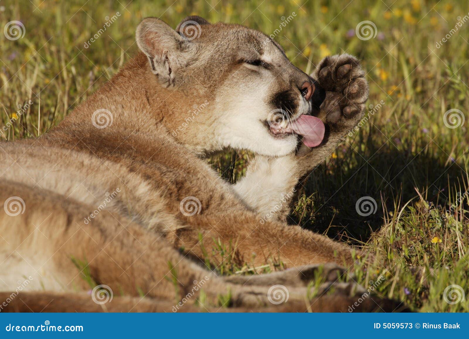 Het Verzorgen van de poema stock afbeelding. Image of leugen - 5059573