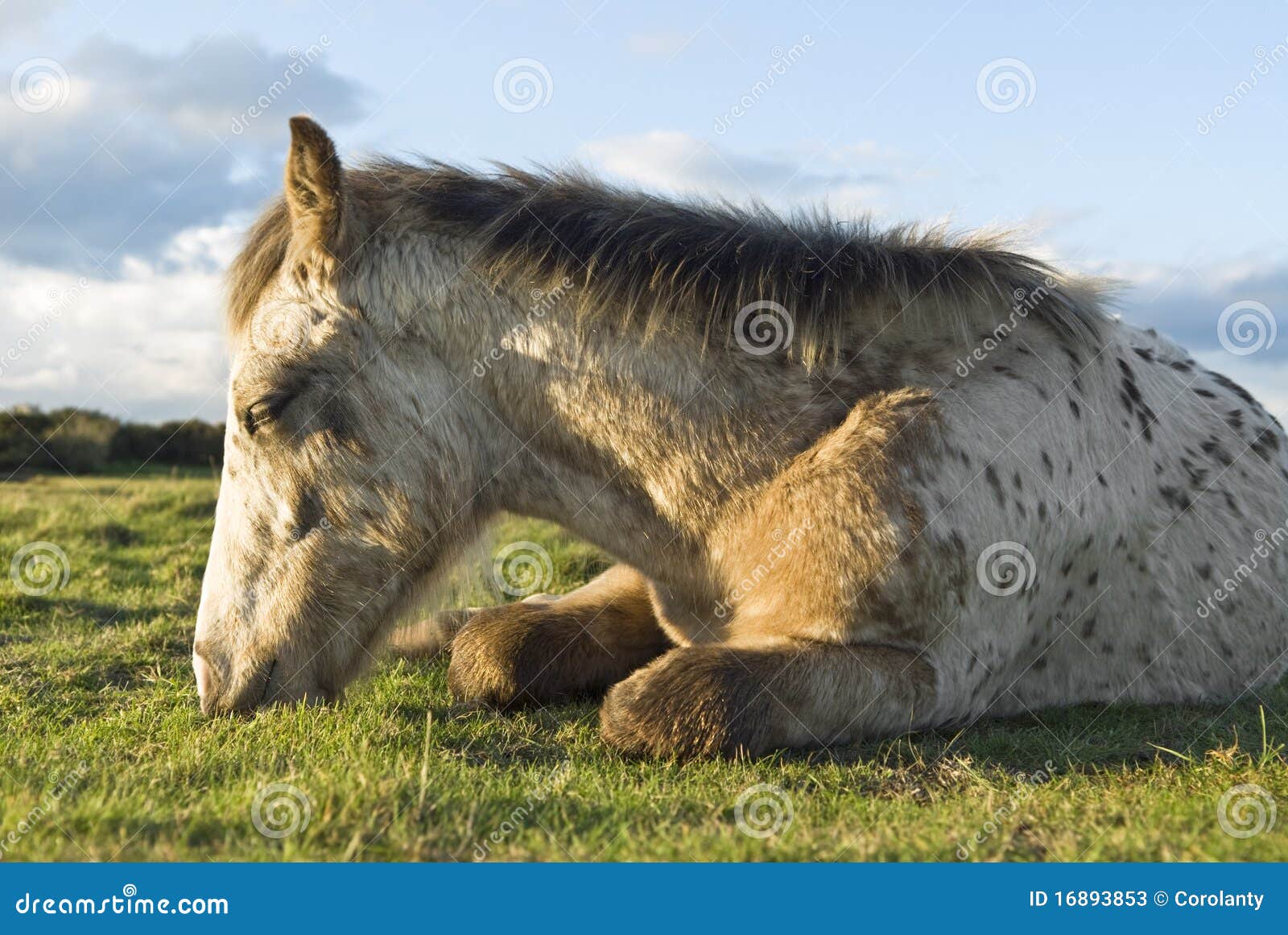 Het Veulen Van Appaloosa Het Rusten Stock Afbeelding - Image of rust ...