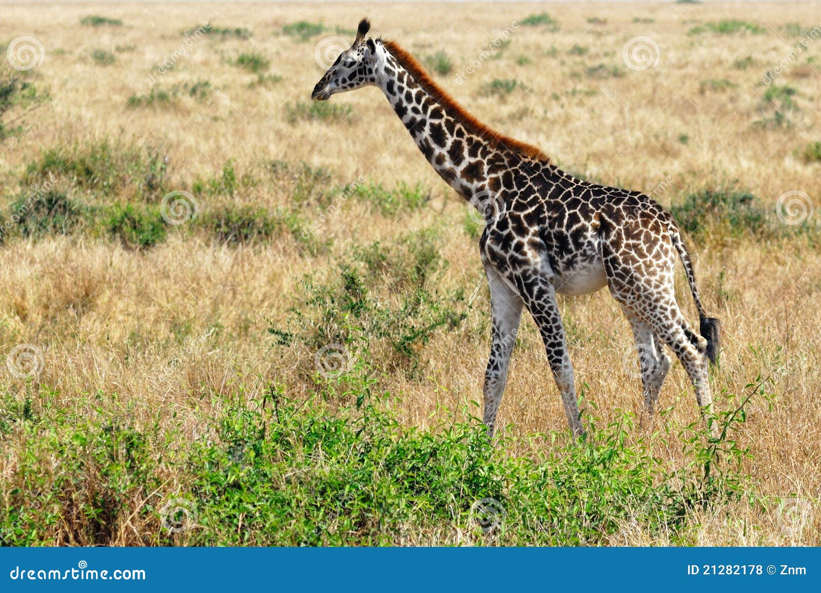 Het veulen van de giraf stock foto. Image of nave, kenia - 21282178