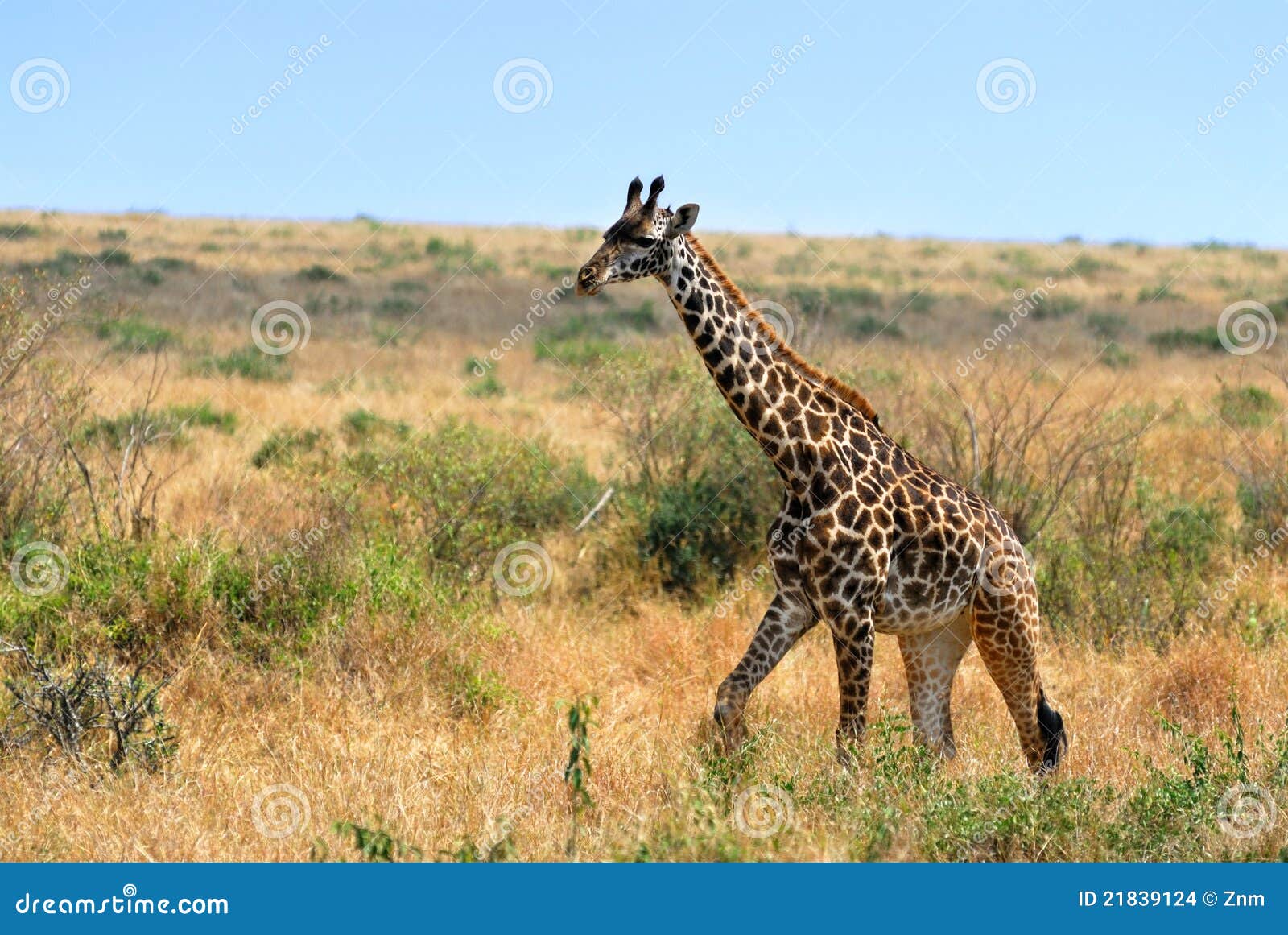 Het veulen van de giraf stock foto. Image of foel, kenia - 21839124