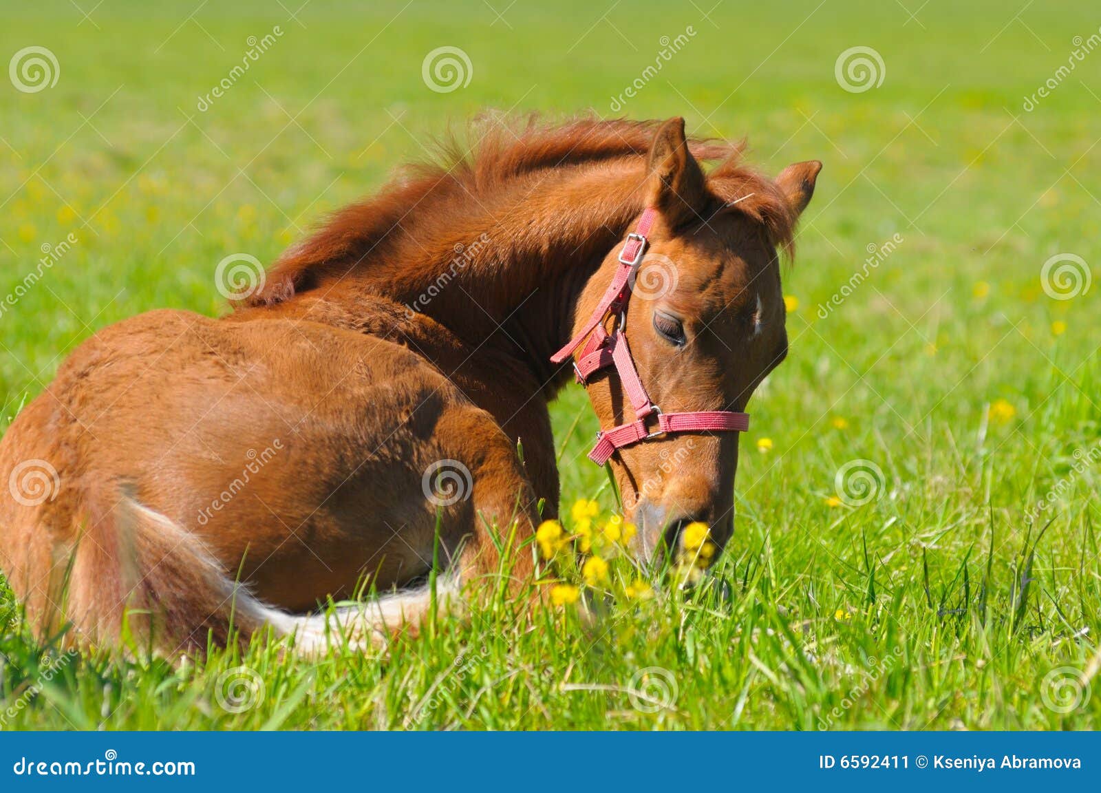 Het veulen van de zuring stock afbeelding. Image of groen - 6592411