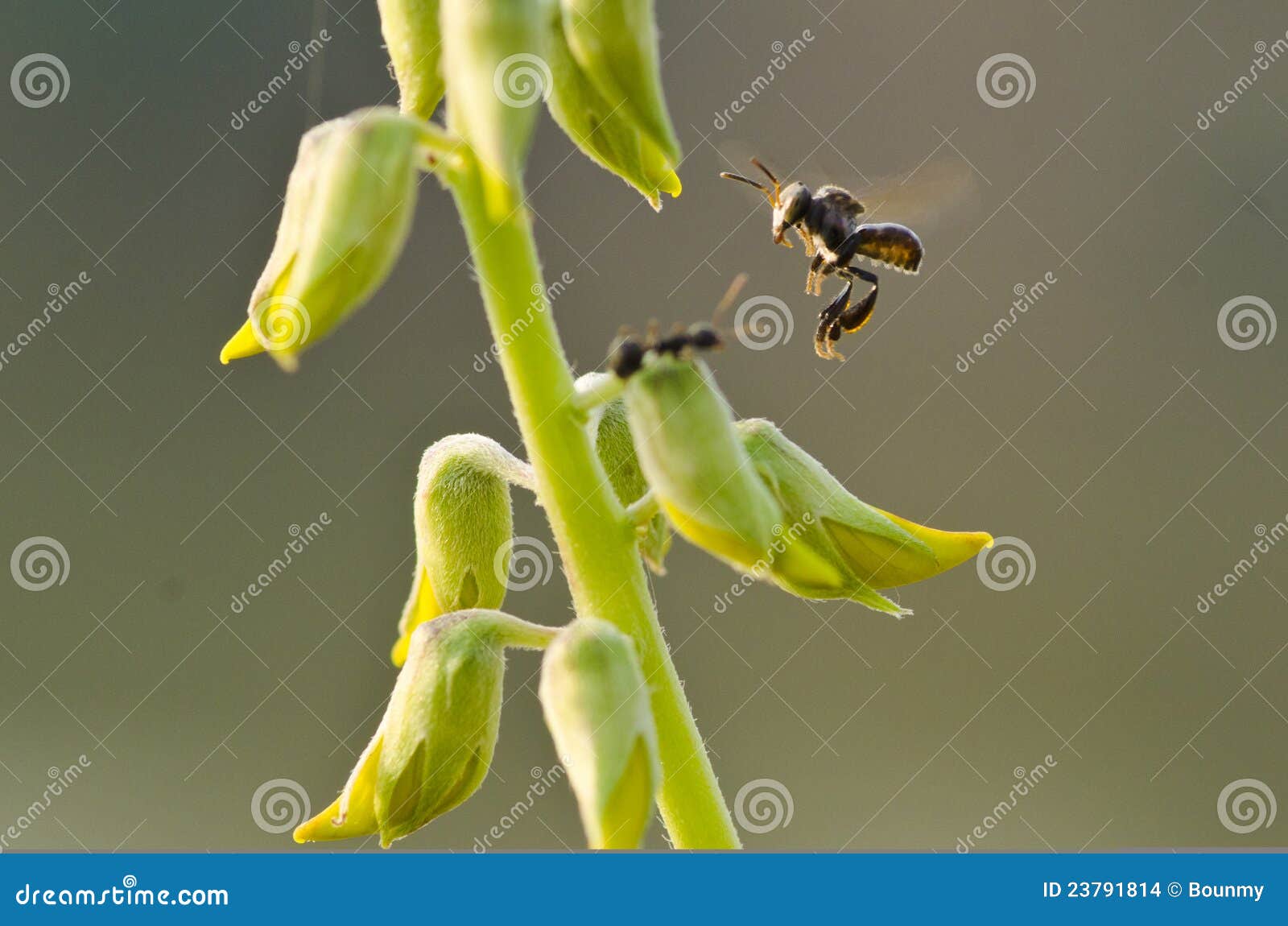 Het Vliegende Insect Van De Close-up Stock Foto - Image of kleurrijk ...