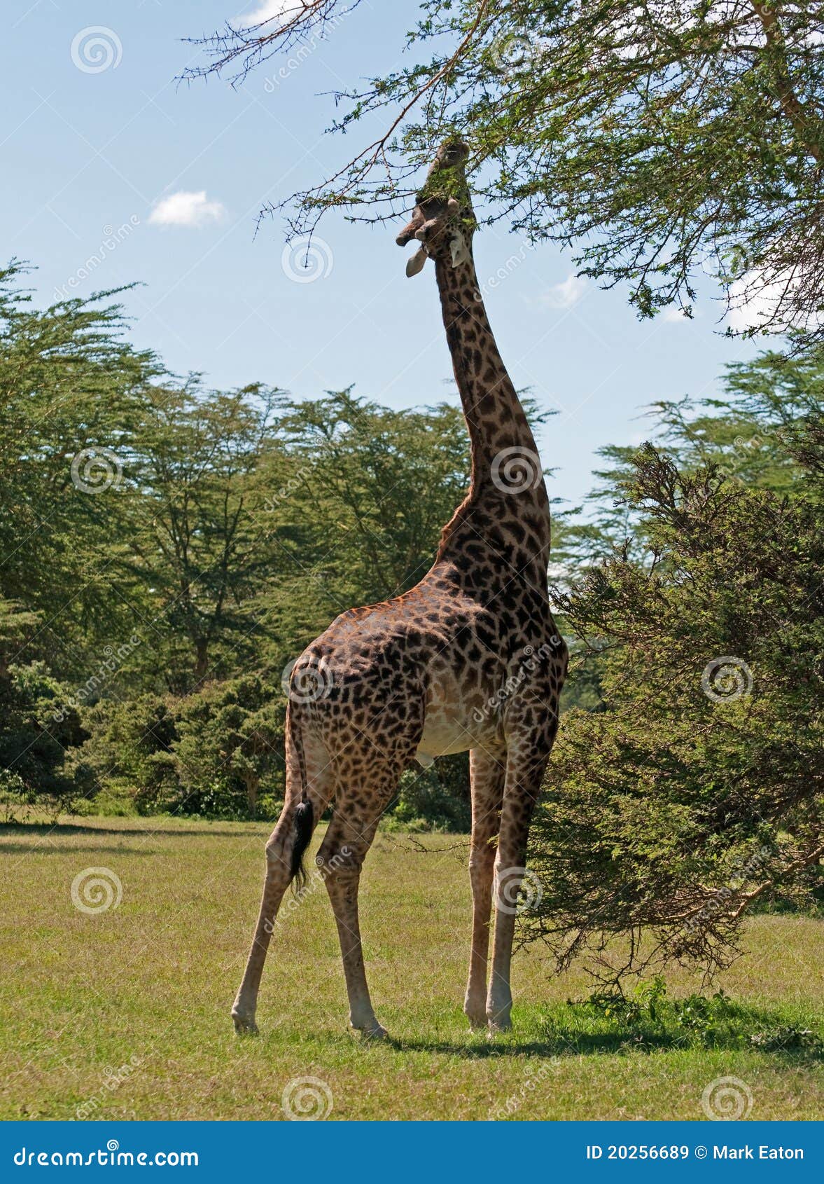 Het voeden van de giraf stock afbeelding. Image of kauw - 20256689