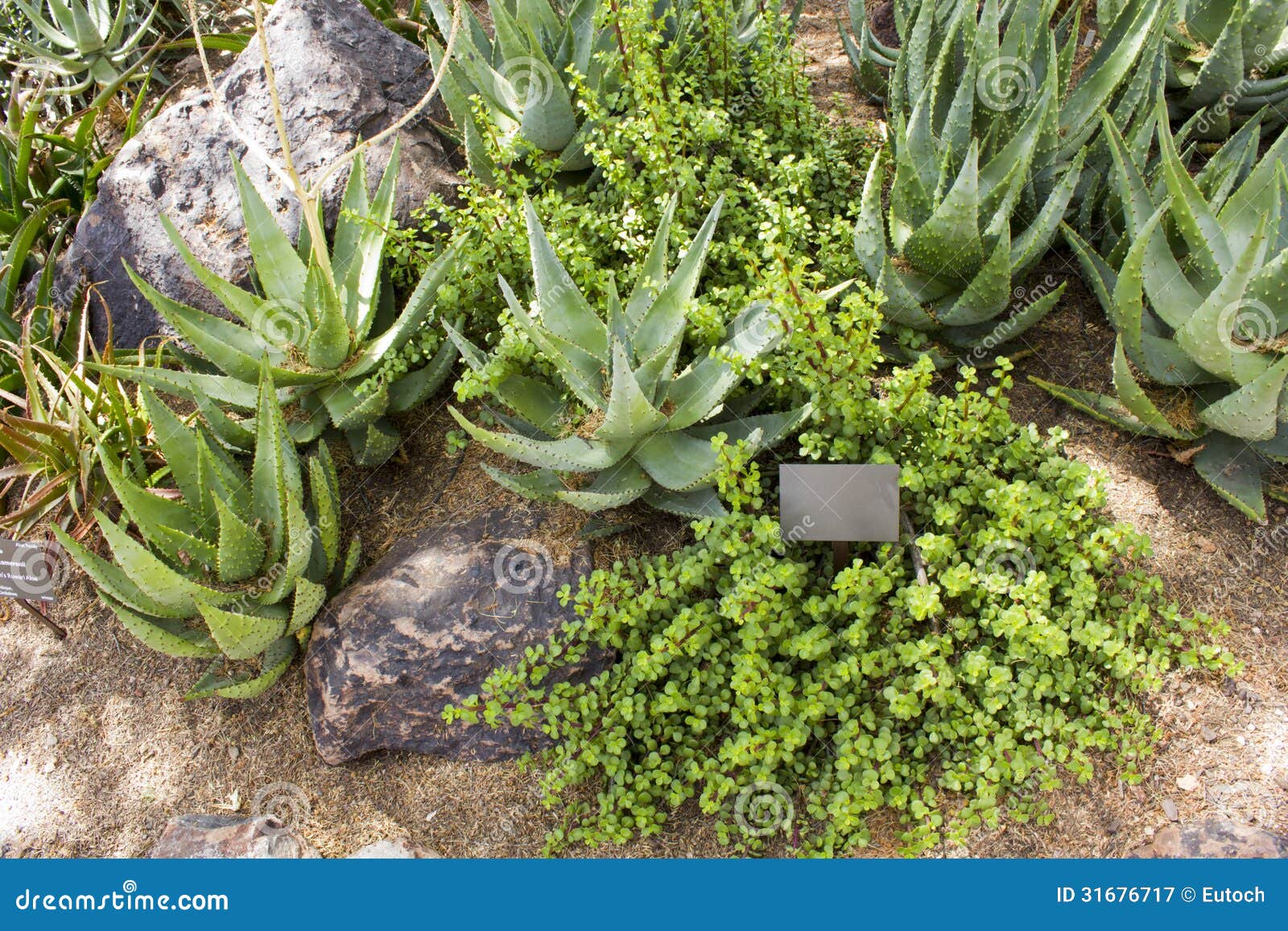 Het Voedsel van de olifant stock afbeelding. Image of sappig - 31676717