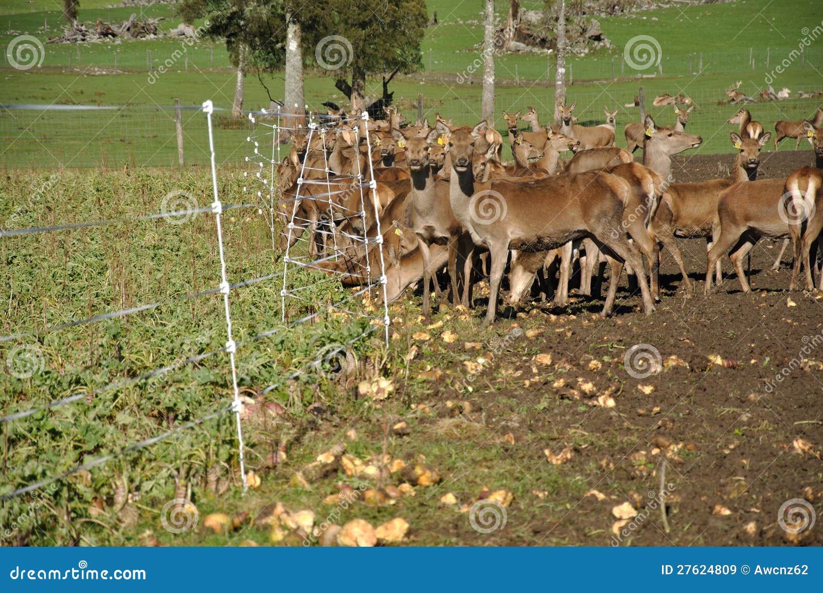 Het voer van de winter stock afbeelding. Image of hoornen - 27624809