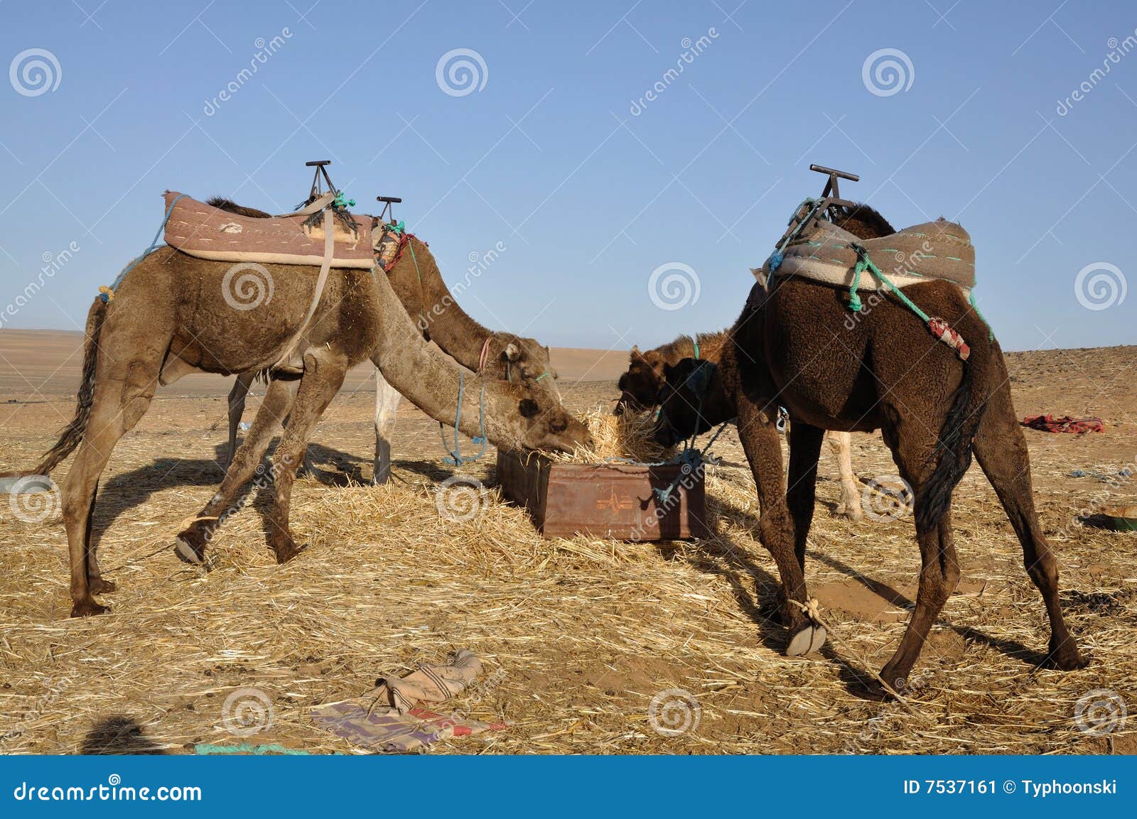 Het Voer Van Kamelen in De Oase Stock Afbeelding - Image of oase, kamp ...
