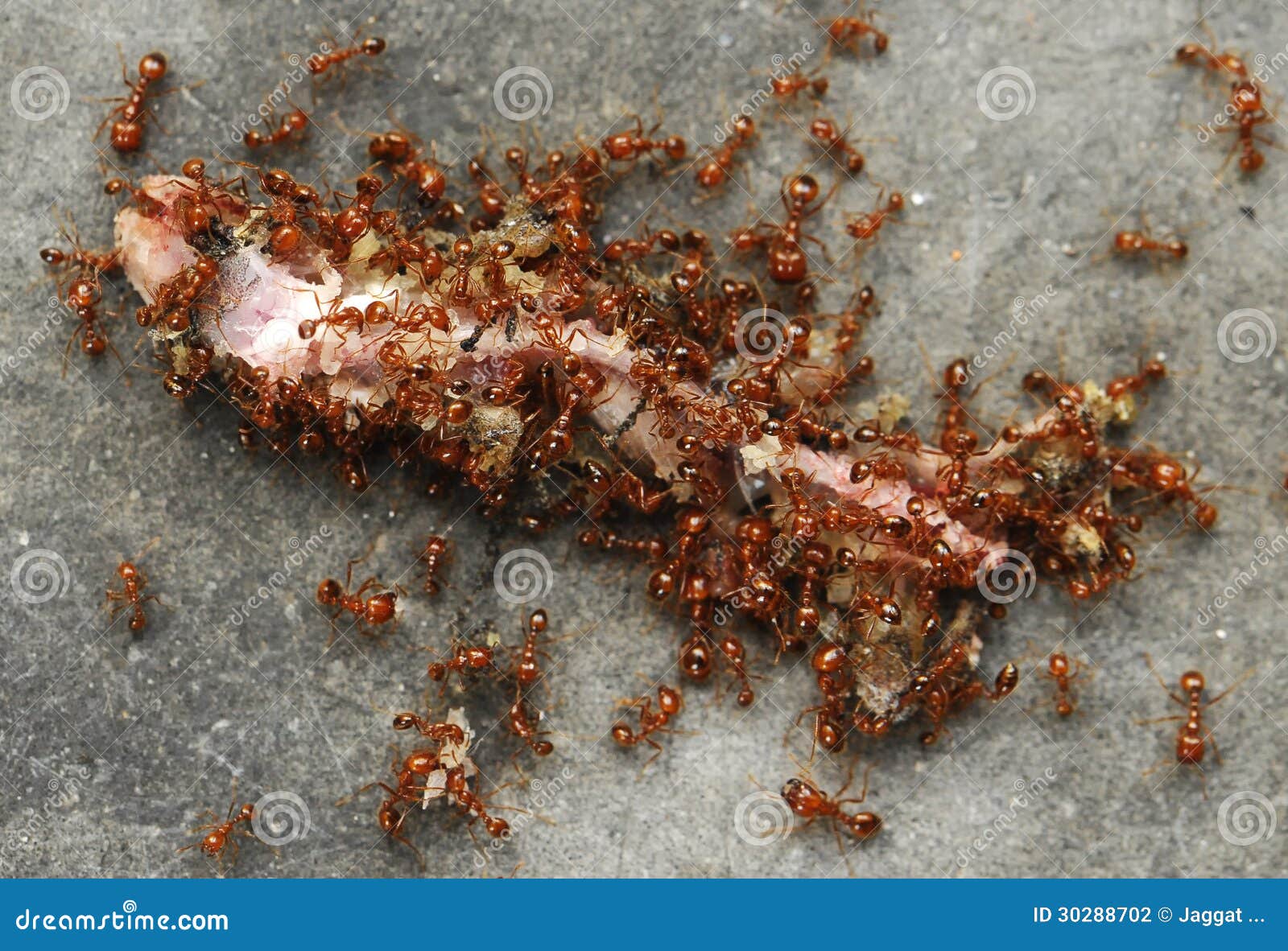 Het Voer Van Mieren En Dode Hagedis Stock Foto - Image of macro, leven ...