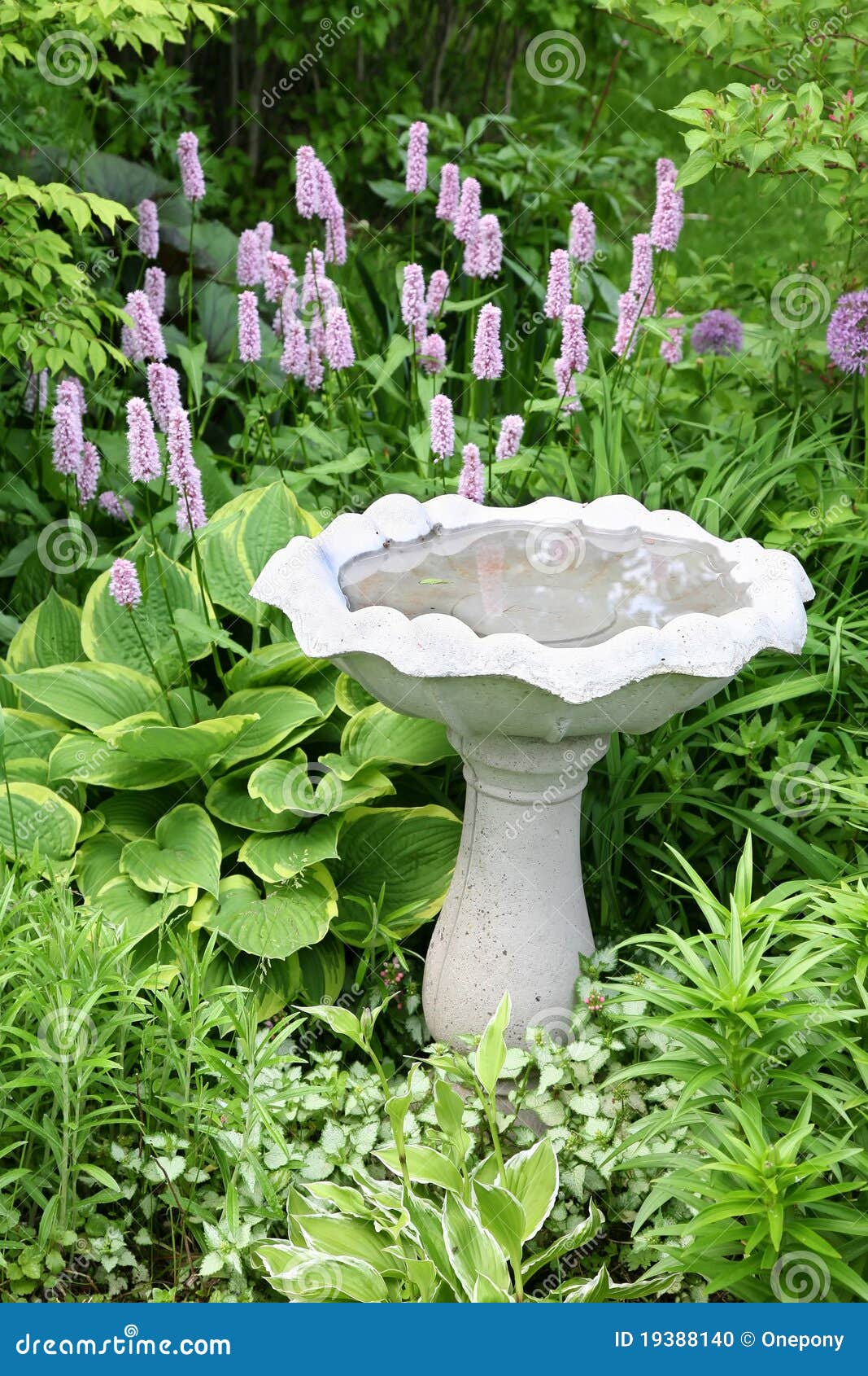 Het Vogelbad van de tuin stock foto. Image of vogel, groen - 19388140