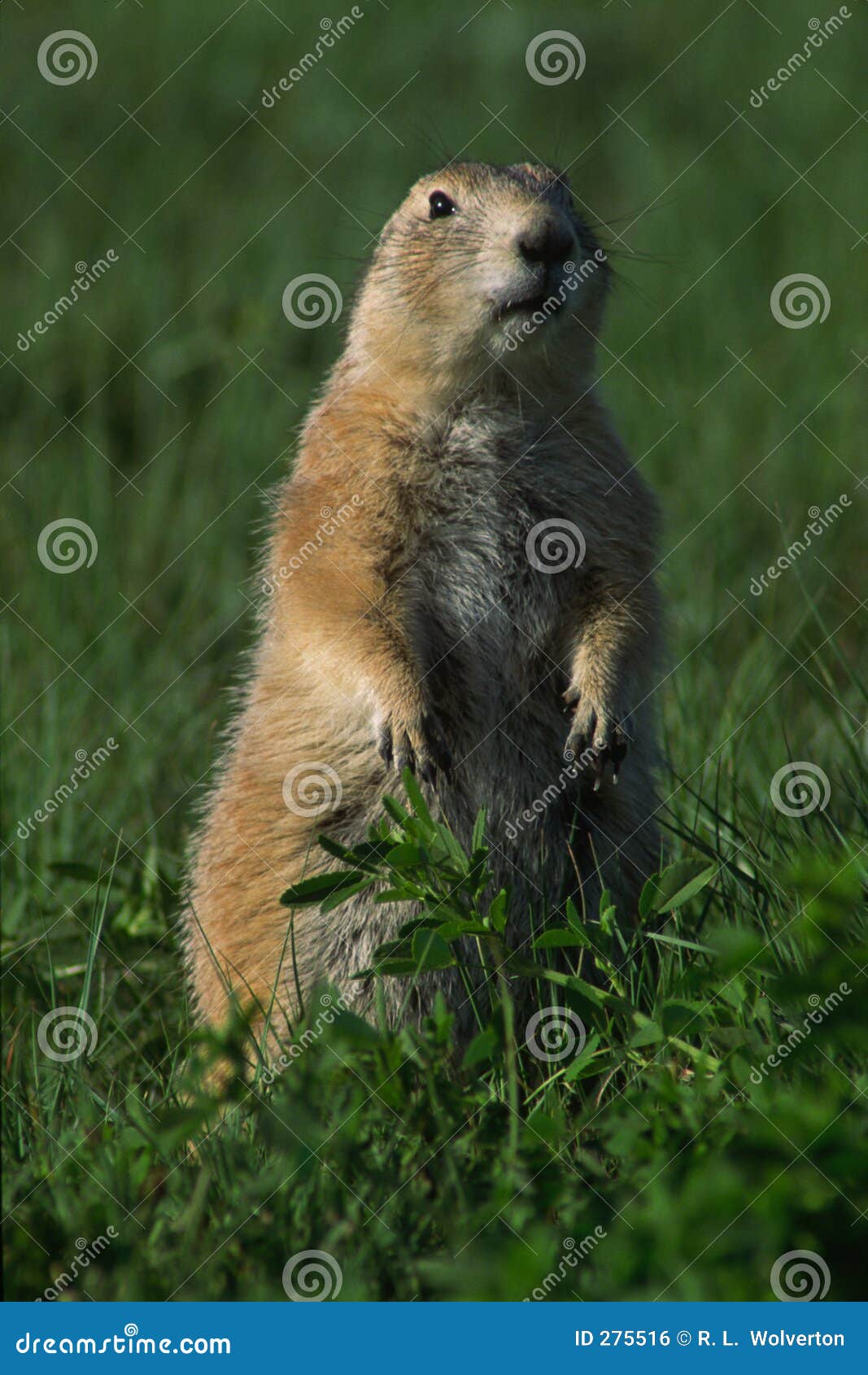 Het Vooruitzicht Van De Prairiehond Stock Foto - Image of vooruitzicht ...