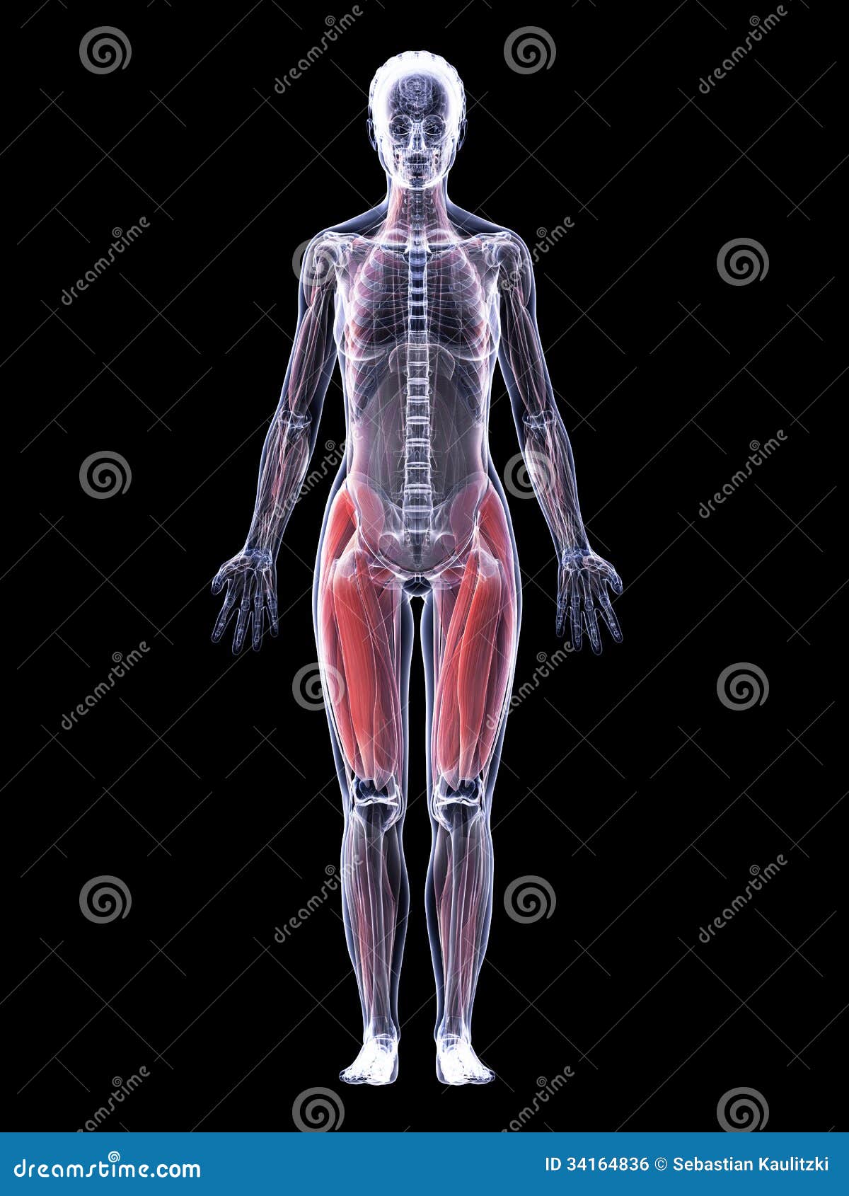 Het Vrouwelijke Spiersysteem Stock Illustratie - Illustration of spier ...