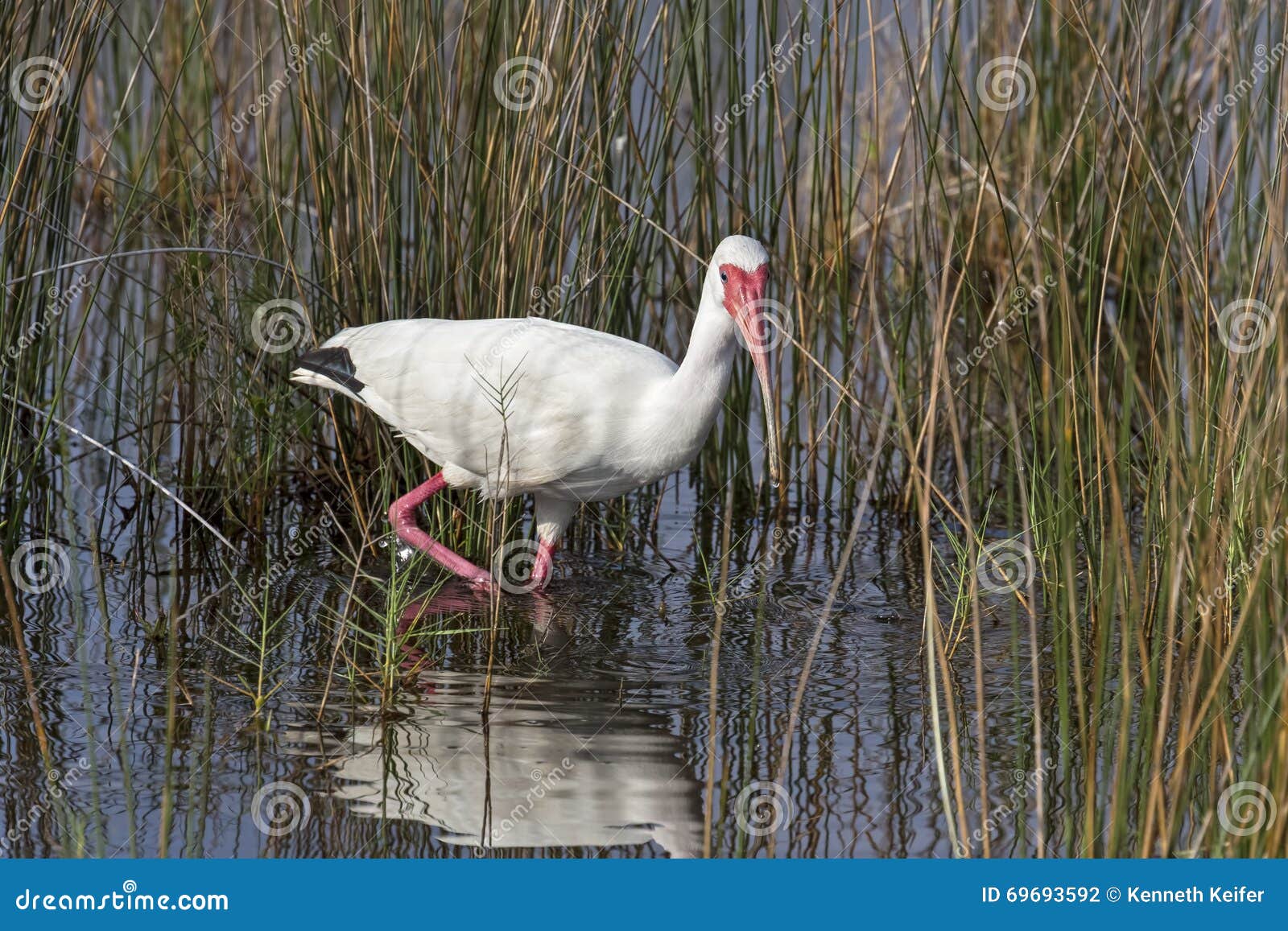 Het waden van Witte Ibis stock foto. Image of ibis, spatten - 69693592