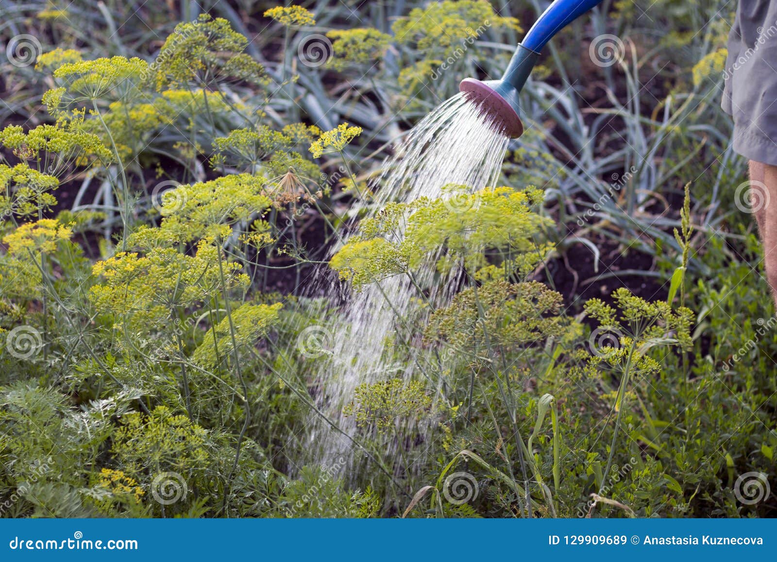 Het Water Geven Van De Tuin Stock Afbeelding - Image of landbouw, hobby ...