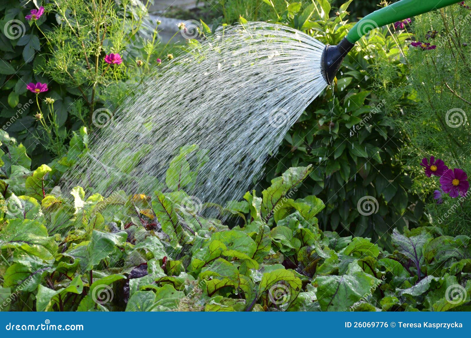 Het Water Geven Van Installaties in De Tuin Stock Foto - Image of nave ...
