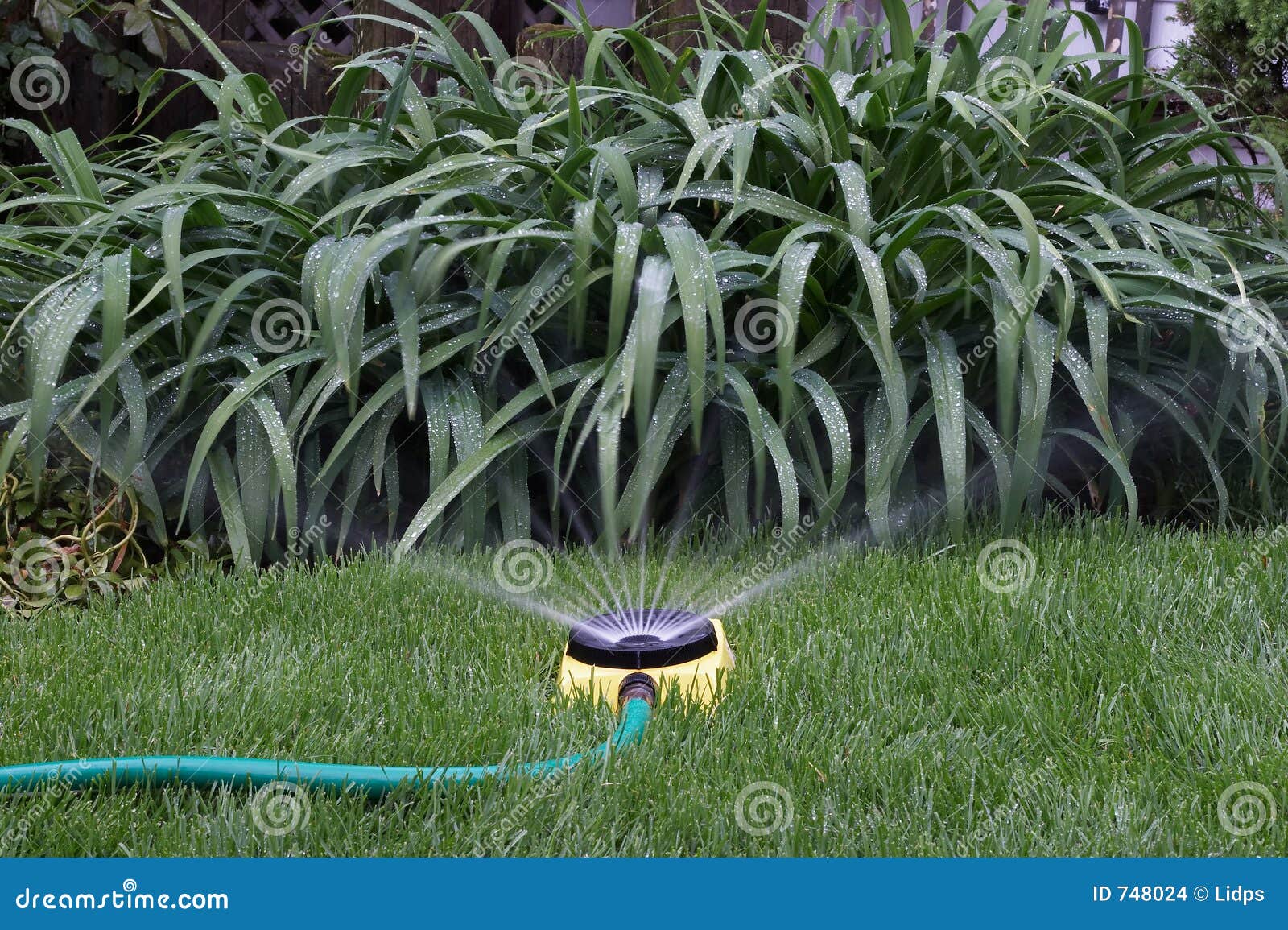 Het Water Geven Van Sproeier Stock Foto - Image of bloemen, gazon: 748024