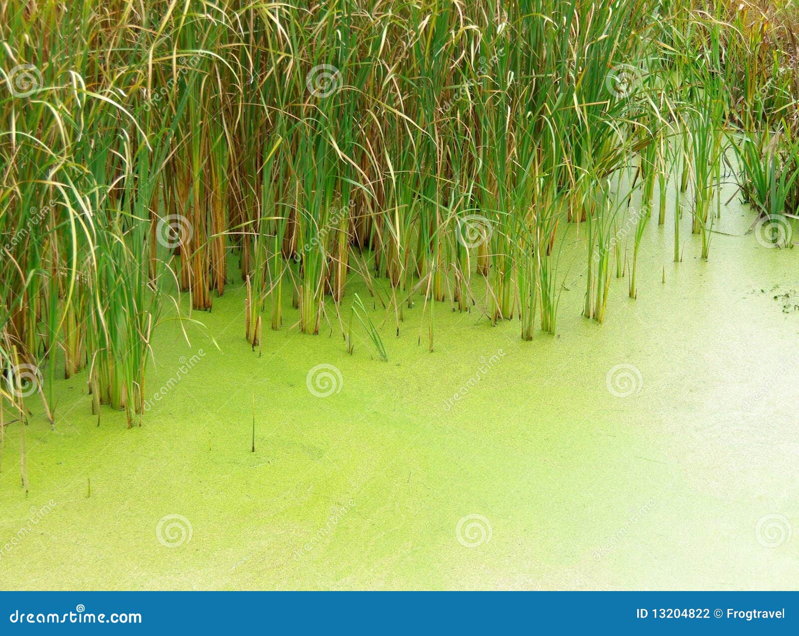 Het water van het moeras stock foto. Image of achtergrond - 13204822