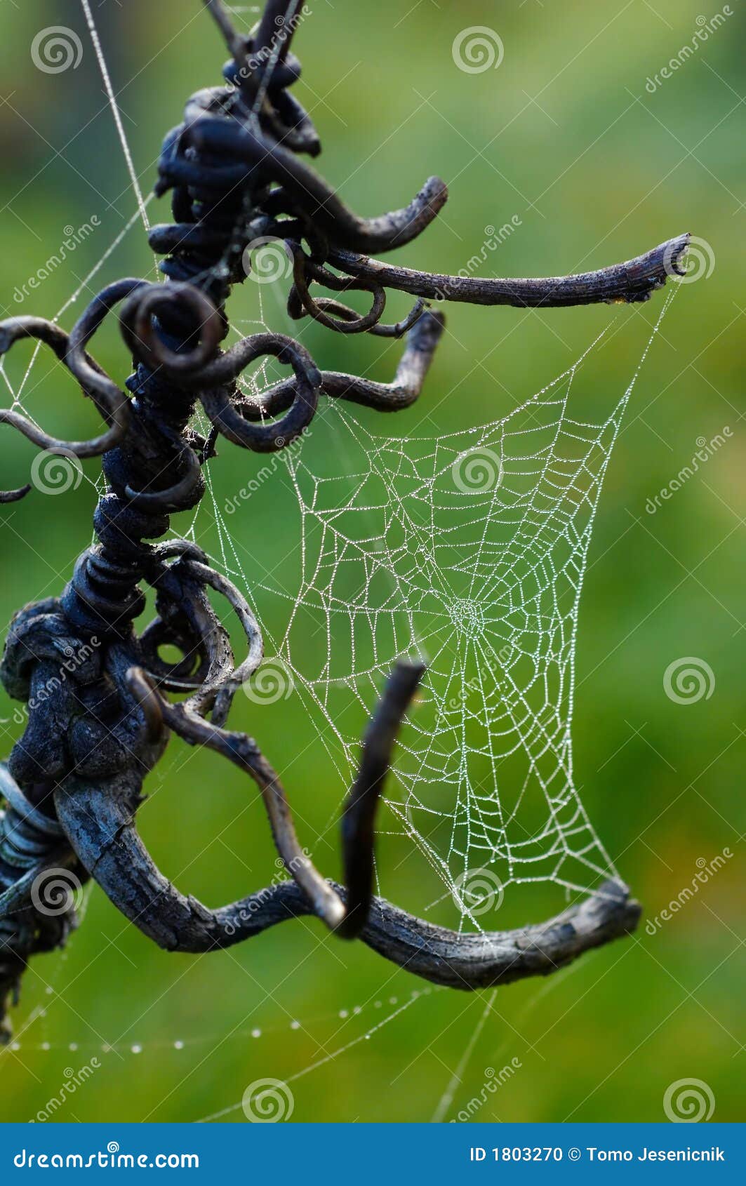 Het Web van spinnen stock foto. Image of druppeltje, vers - 1803270
