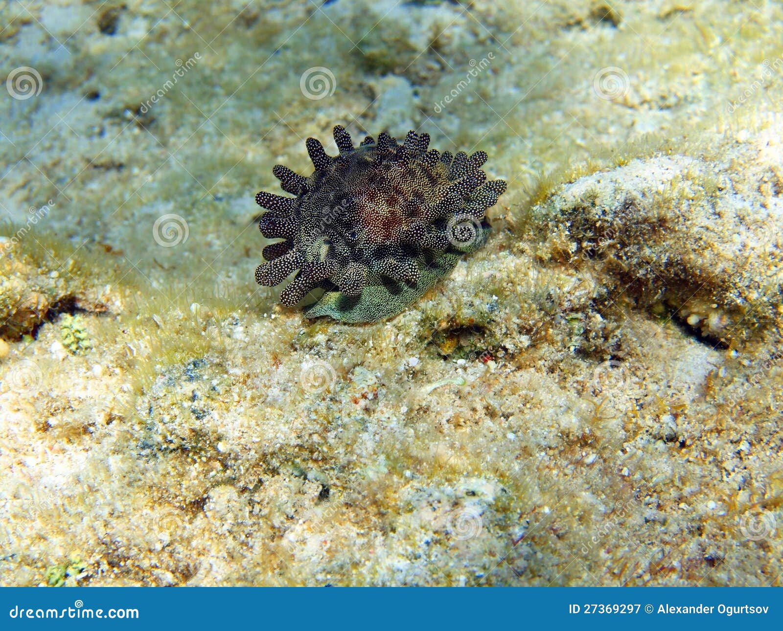 Het Weekdier Van Buikpotigen Stock Afbeelding - Image of dier, overzees ...