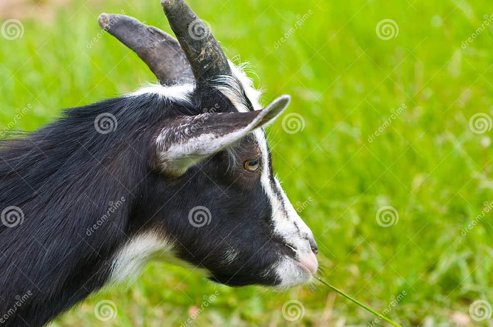 Het weiden van de geit stock afbeelding. Image of voedsel - 9804153