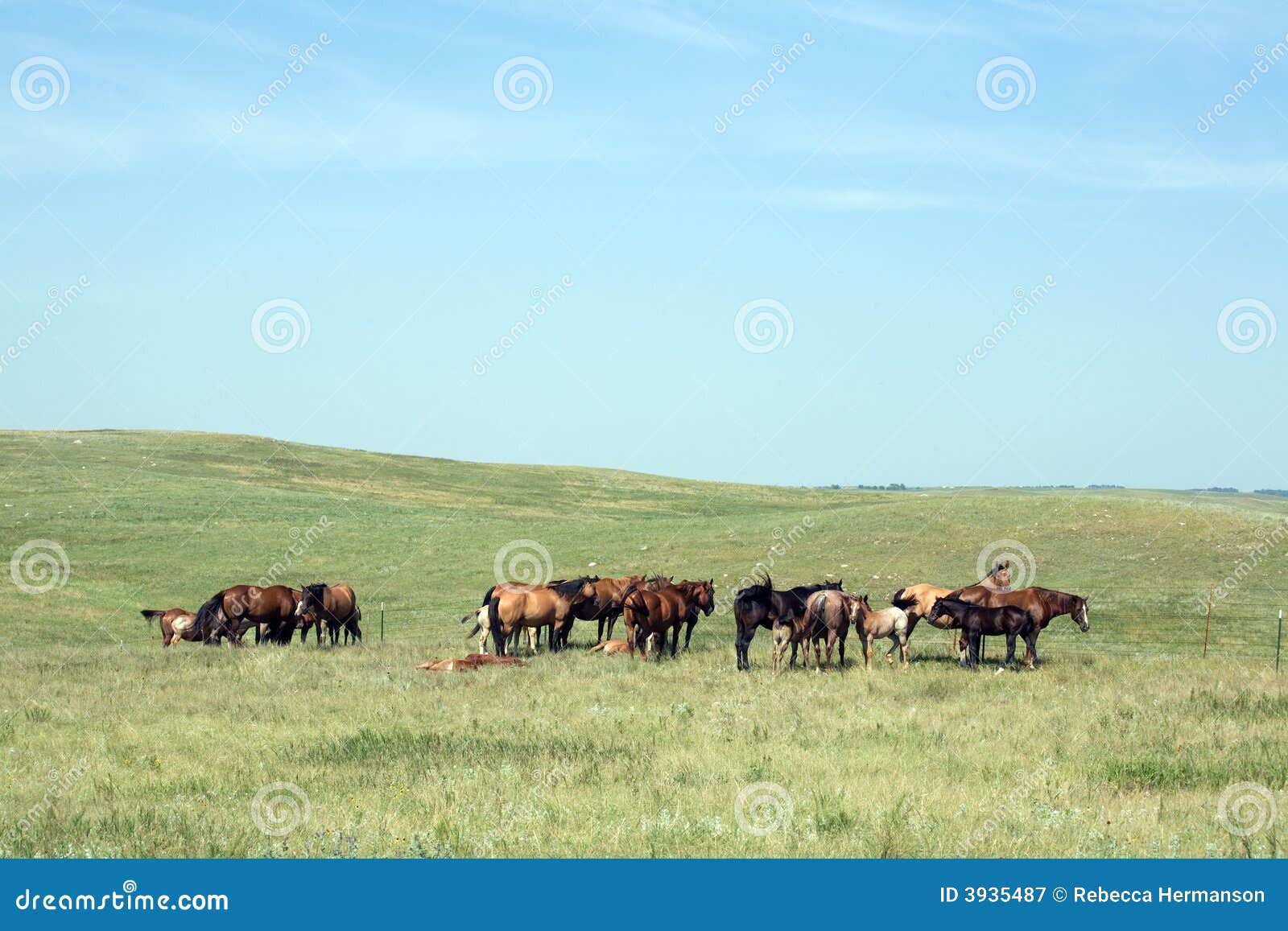 Paardkudde Het Weiden Picture. Image: 3935487