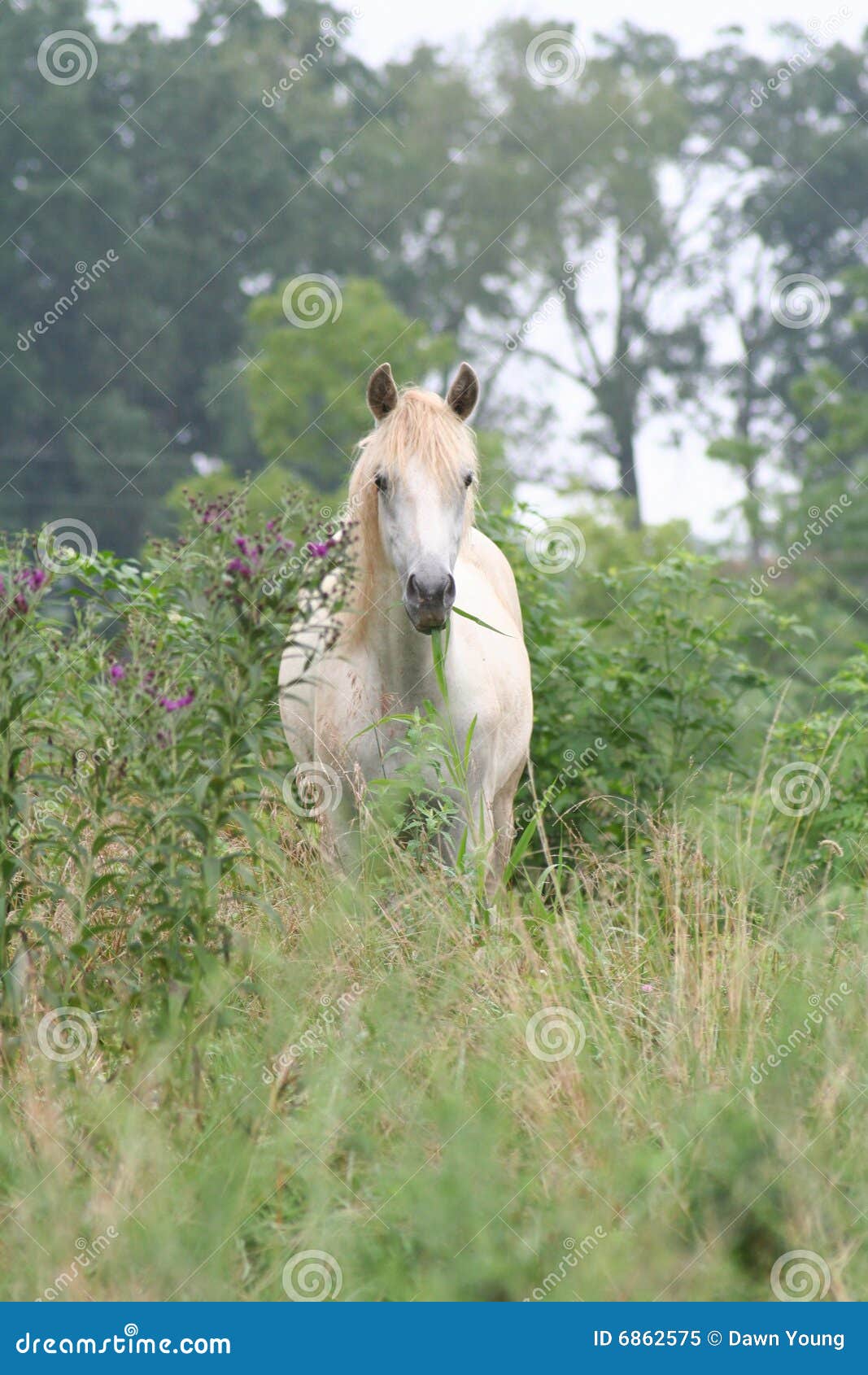 Het Weiden Van Het Paard in Lang Gras Stock Afbeelding - Image of ...