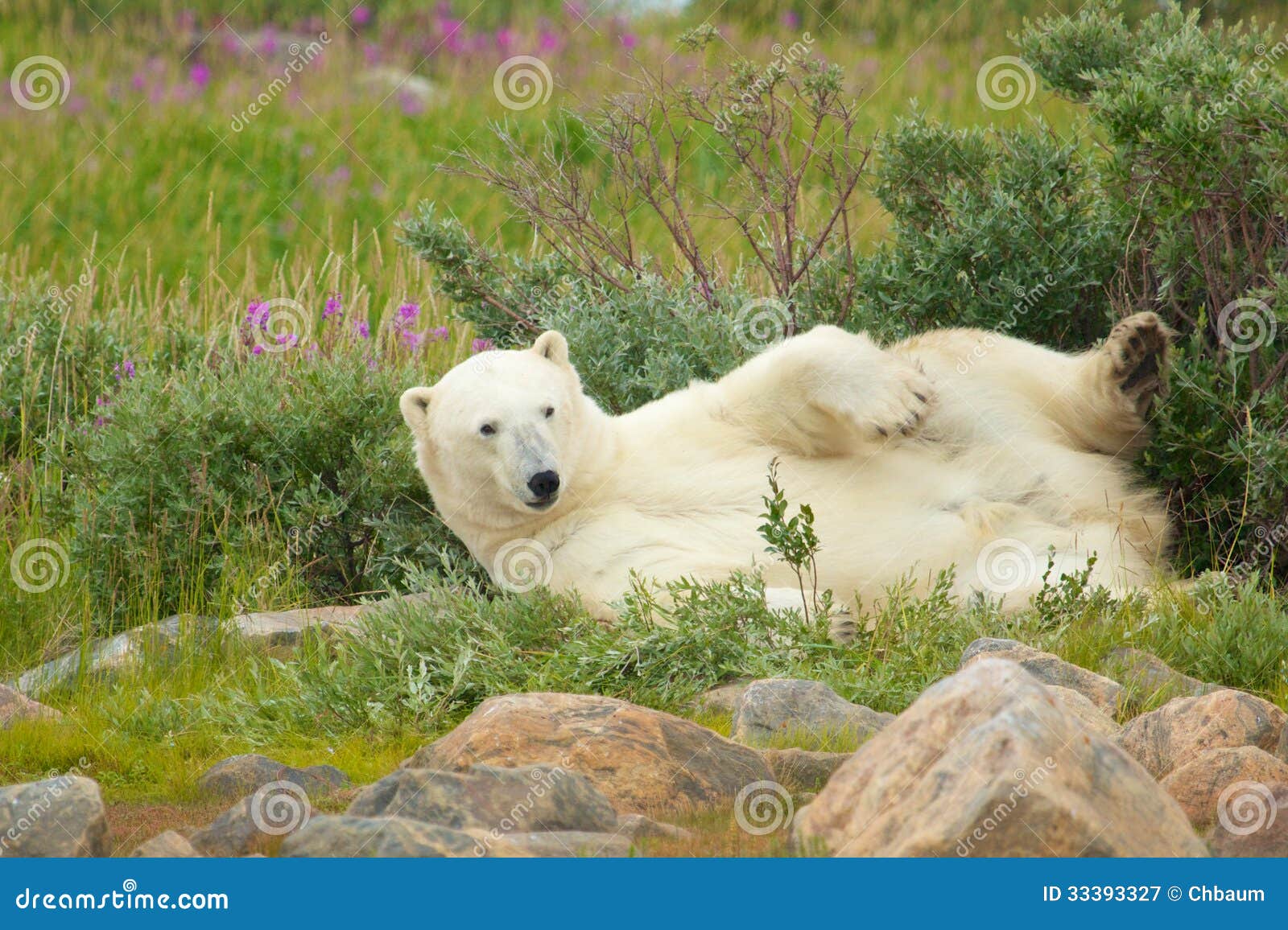 Het Wentelen Vanzich Ijsbeer 2 Stock Afbeelding - Image of slaap ...