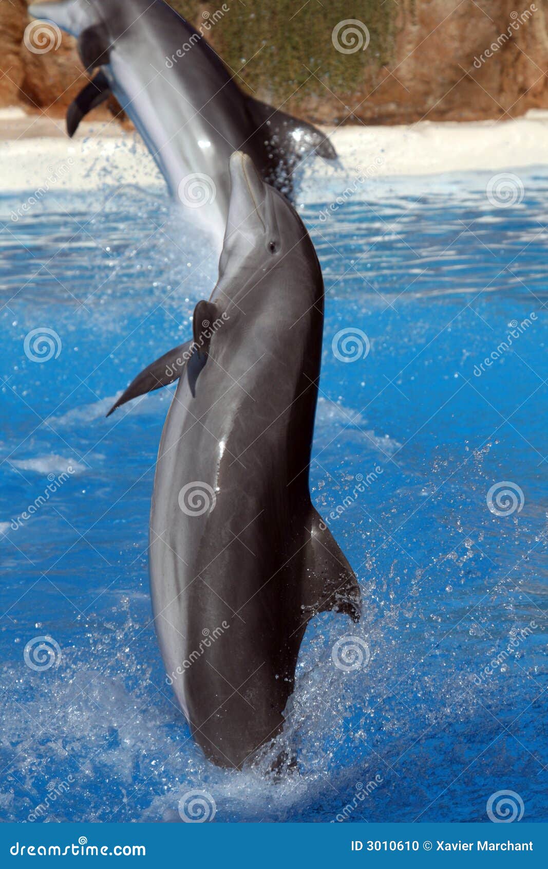 Het Wervelen Van De Dolfijn Stock Foto - Image of turkoois, zwem: 3010610