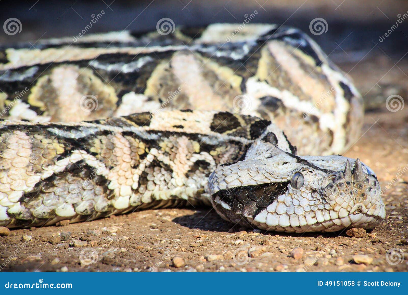 Het Westen - Afrikaanse Gaboonadder Stock Foto - Image of giftig ...