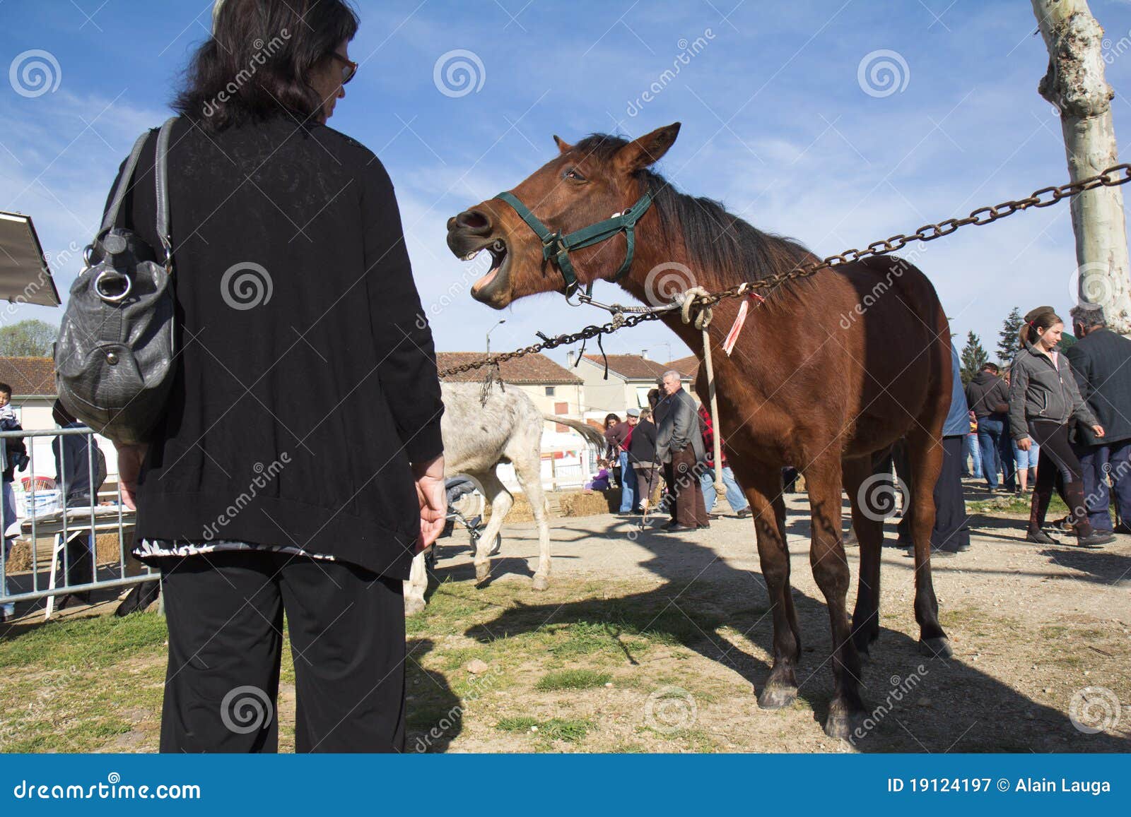 Het Whinnying Van Het Paard Redactionele Fotografie - Image of ...