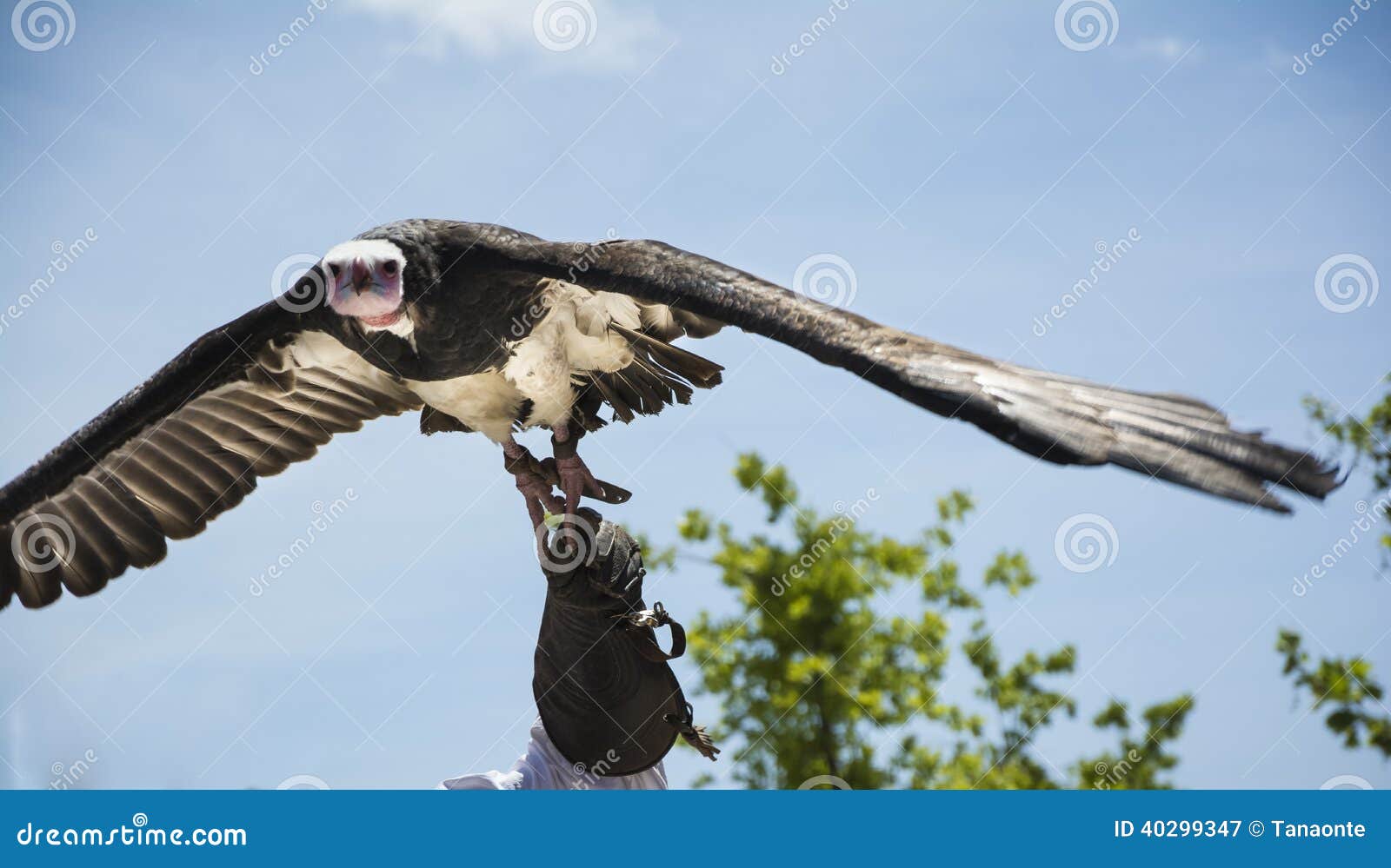 Het White-headed Gier Vliegen Stock Afbeelding - Image of veer ...