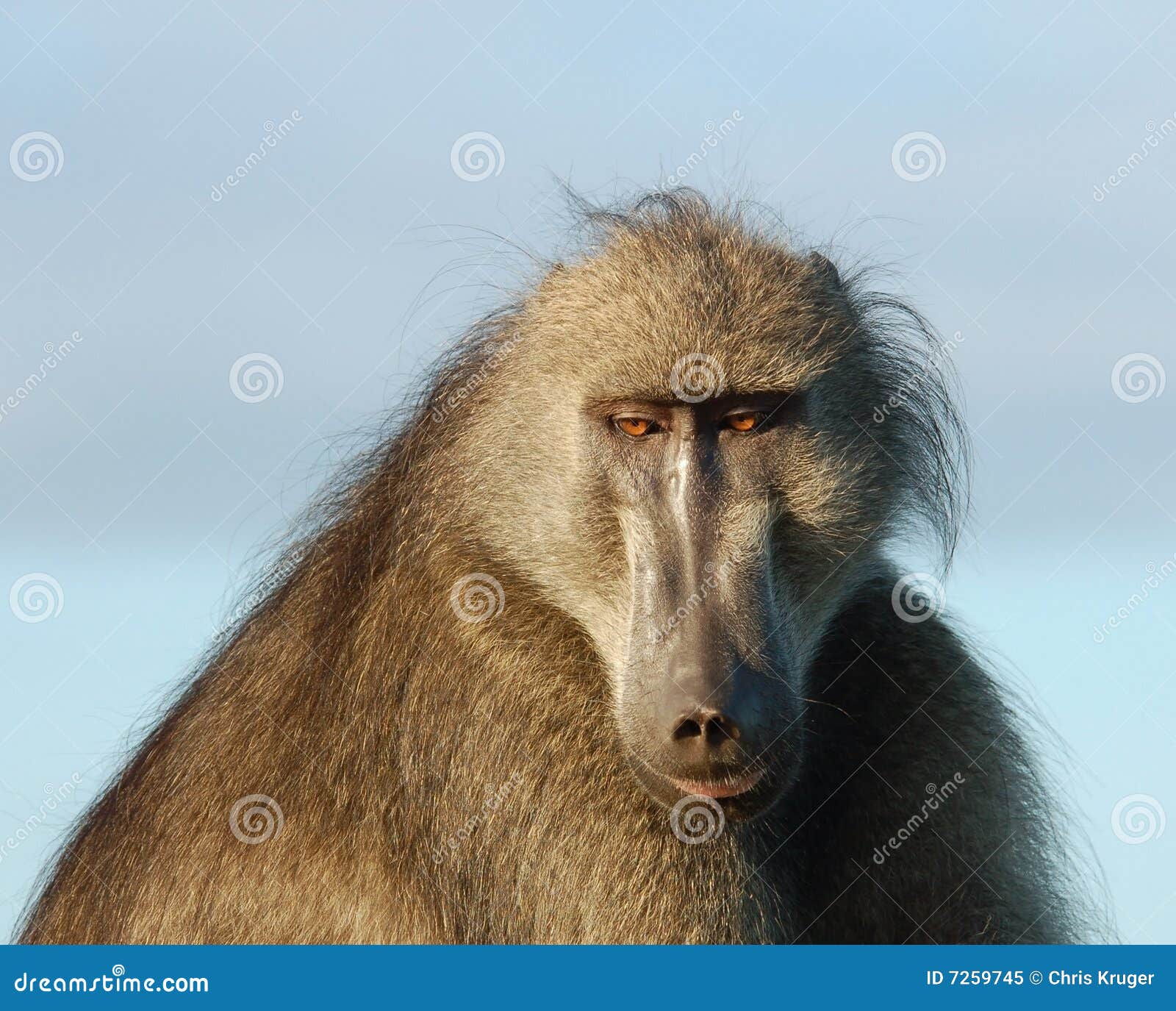 Het wild Afrika: Baviaan stock afbeelding. Image of zoogdier - 7259745