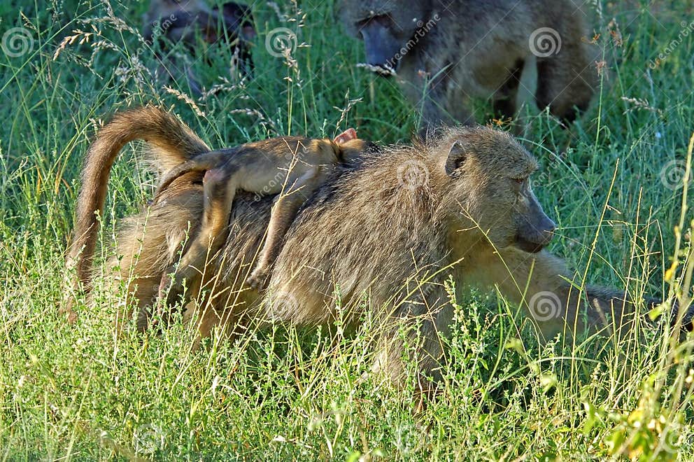 Het Wild: De Moeder En Het Kind Van De Baviaan Stock Foto - Image of ...