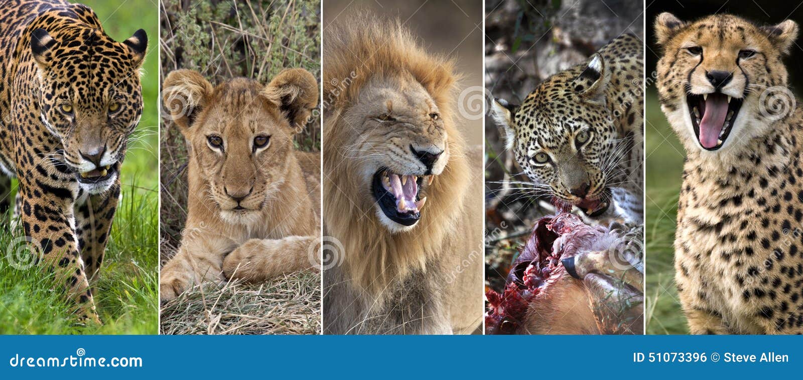 Het wild - Grote Katten stock foto. Image of luipaard - 51073396