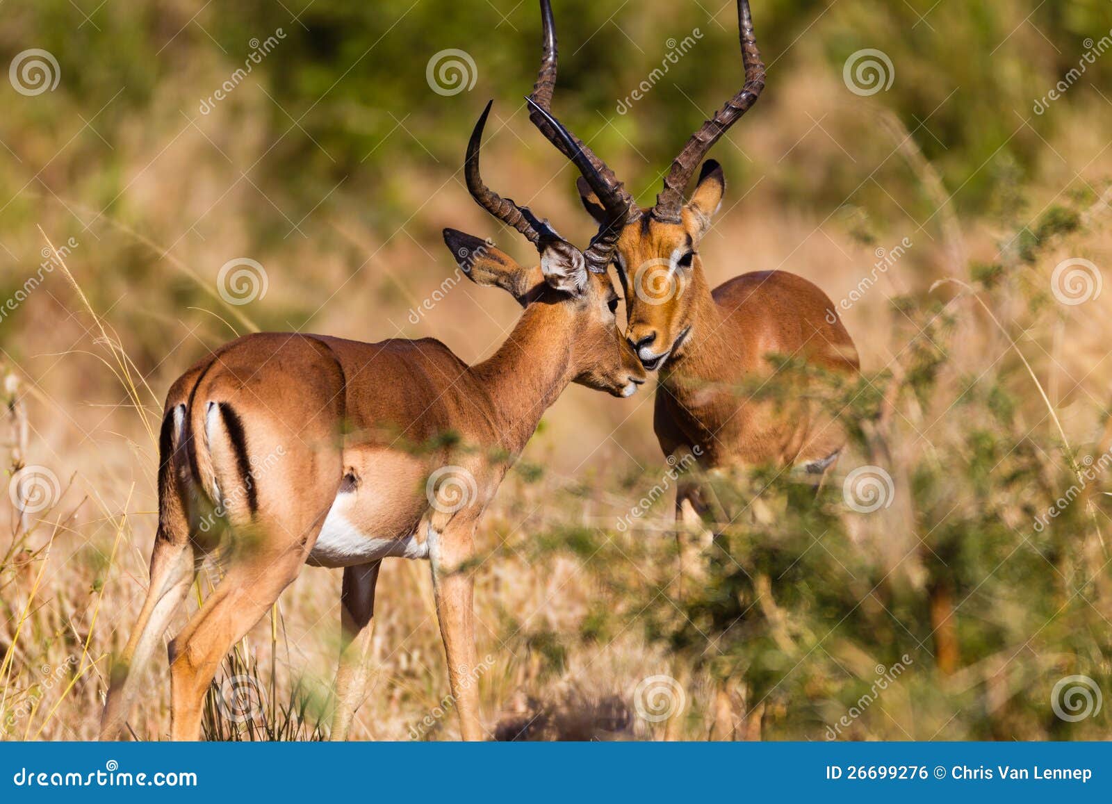 Het Wild Van De Affecties Van De Bok Van De Impala Stock Foto - Image ...