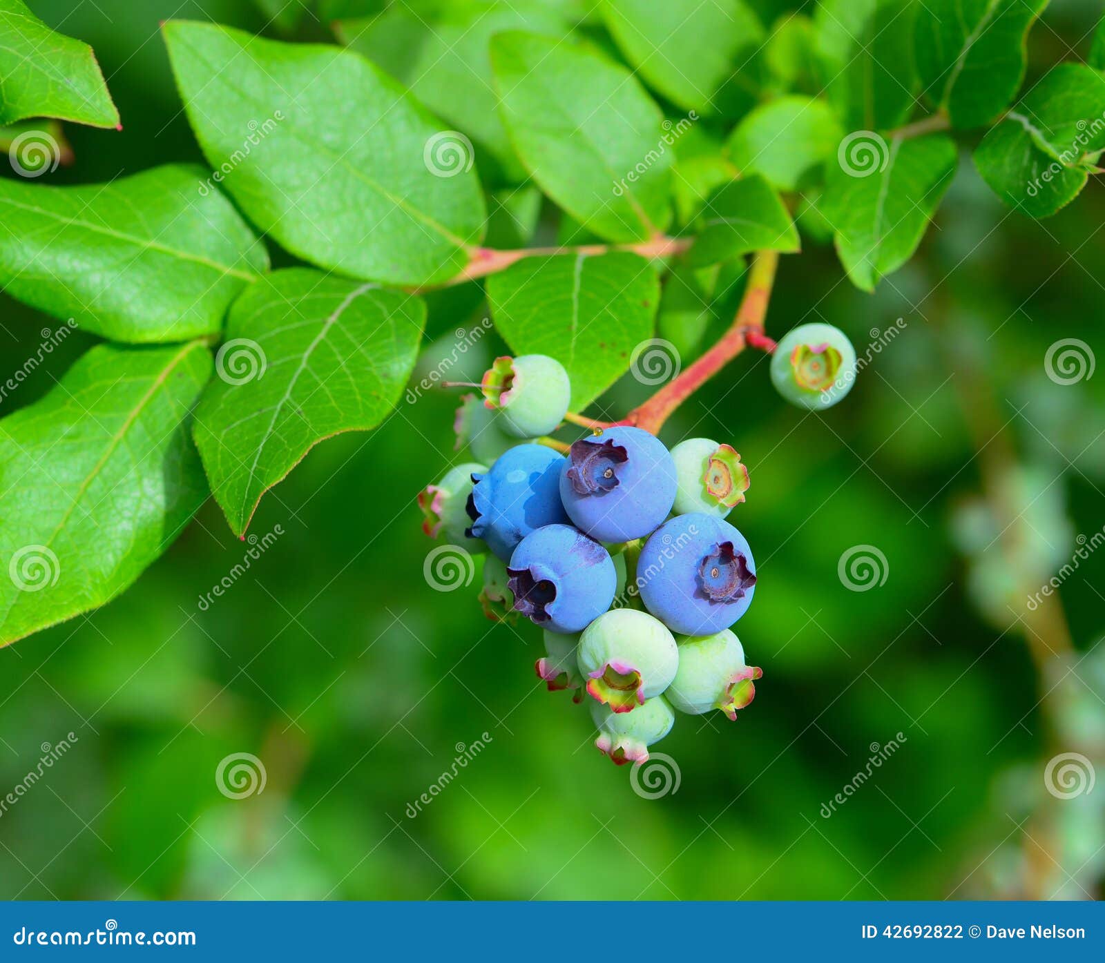 Het wilde bosbessen rijpen stock foto. Image of bosbes - 42692822