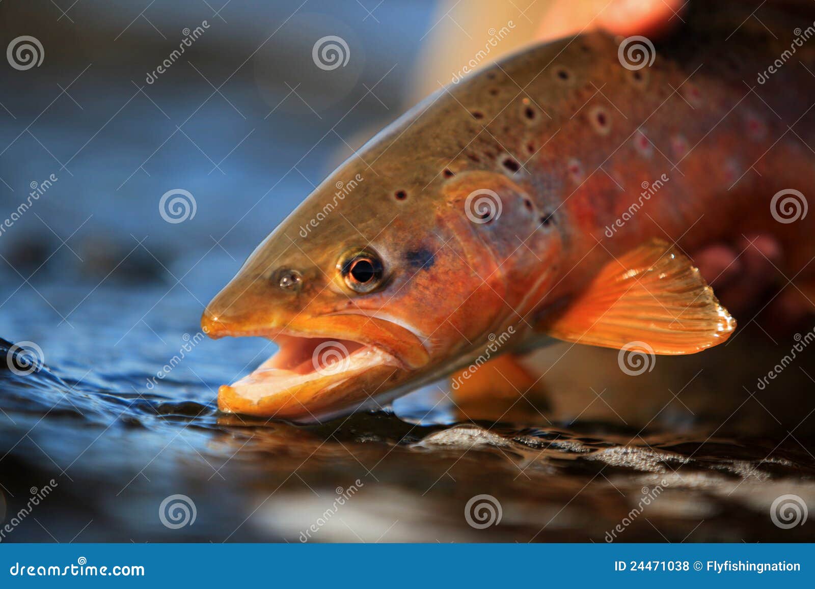 Het Wilde Bruine Portret Van De Forel Stock Foto - Image of water ...