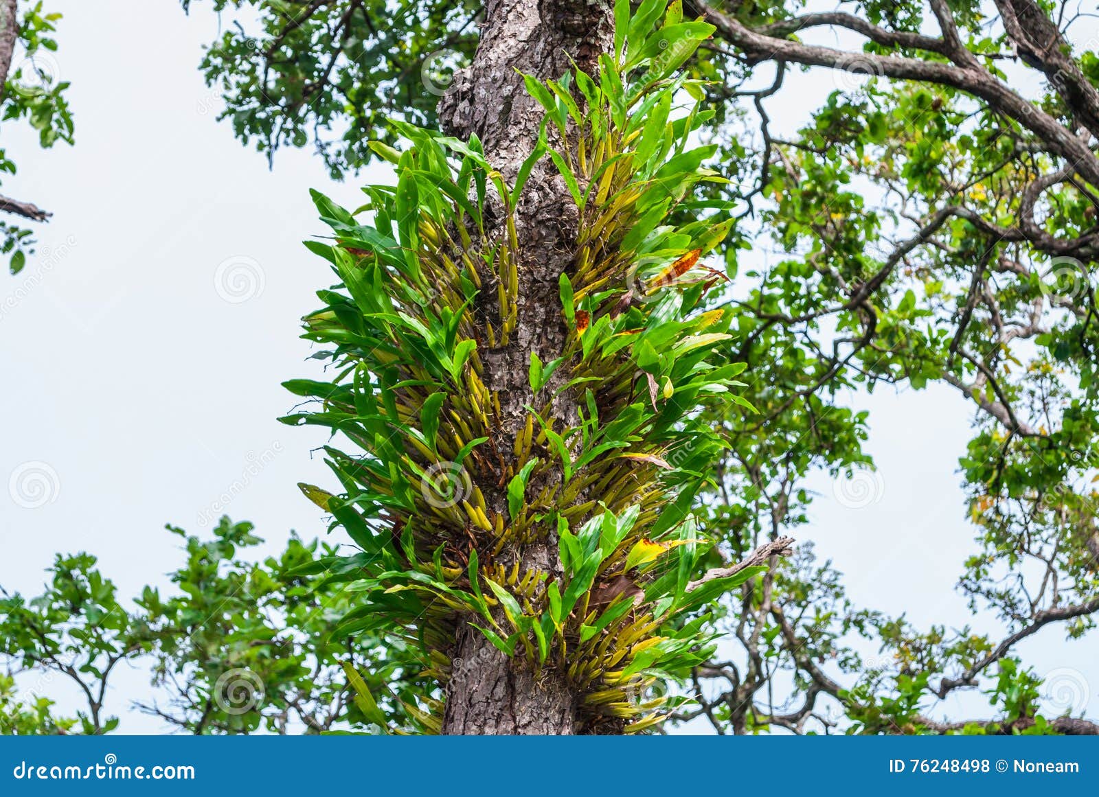 Het Wilde Orchidee Groeien Op Boom [Dendrobium] Stock Foto - Image of ...