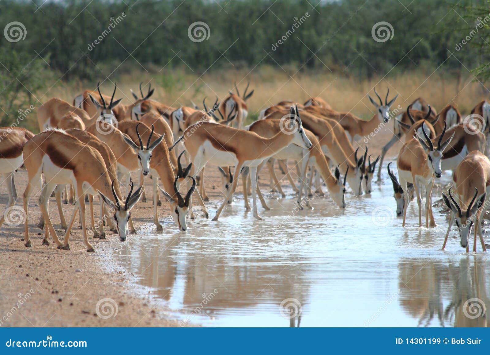 Het Wilde Springbok Drinken Stock Afbeelding - Image of reis, kleurrijk ...