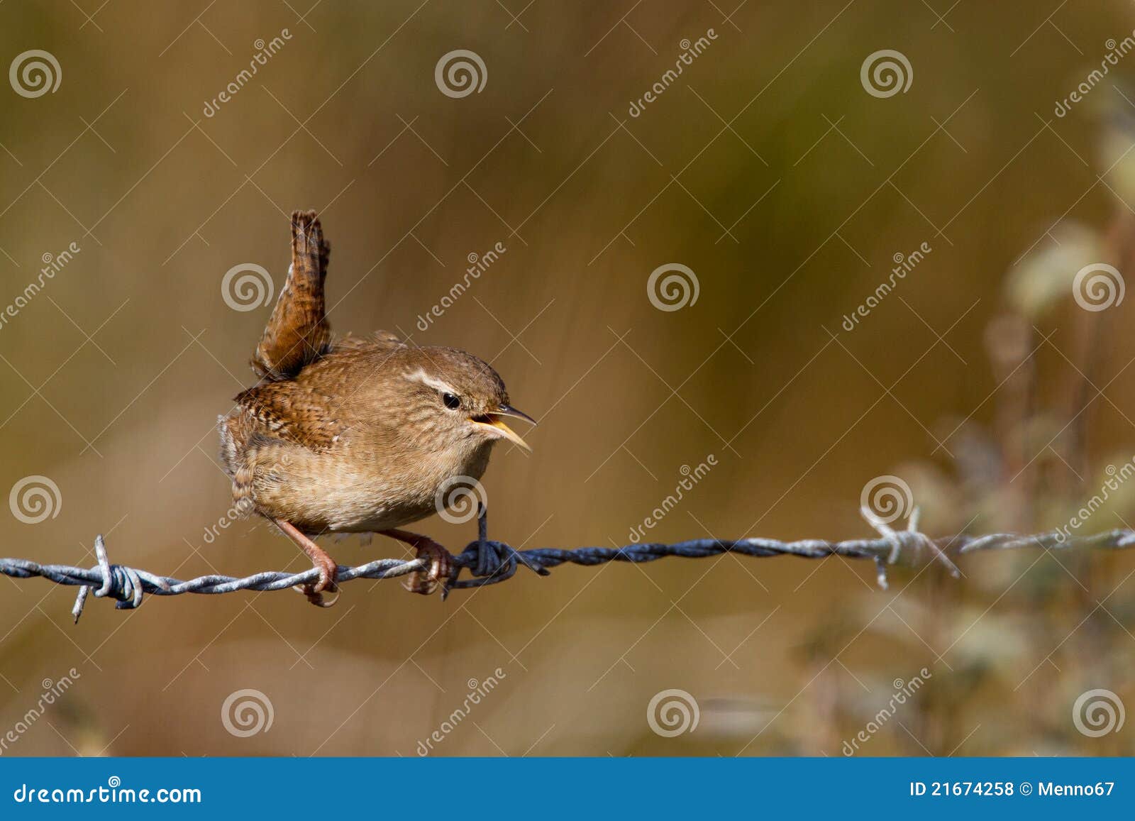 Het Winterkoninkje Van De Winter Stock Foto - Image of staart, ornithologie: 21674258