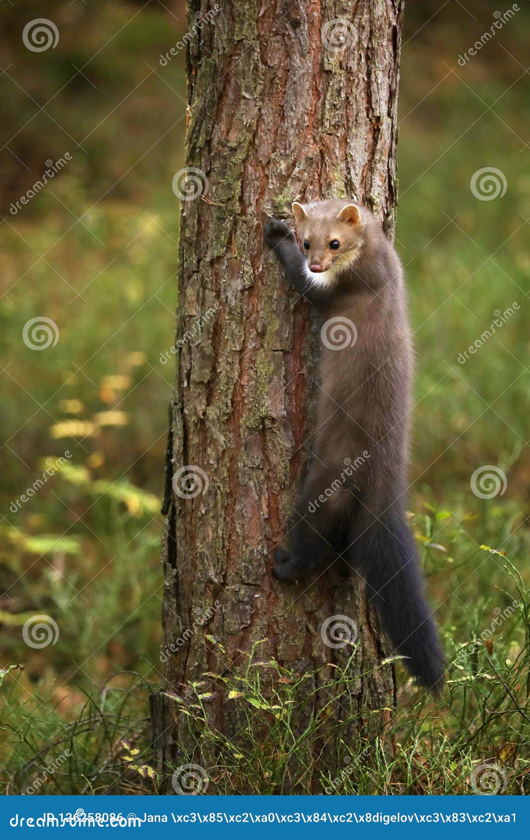 Het Wit Breasted Marter Beklimt De Boom - Martes-foina Stock Foto ...