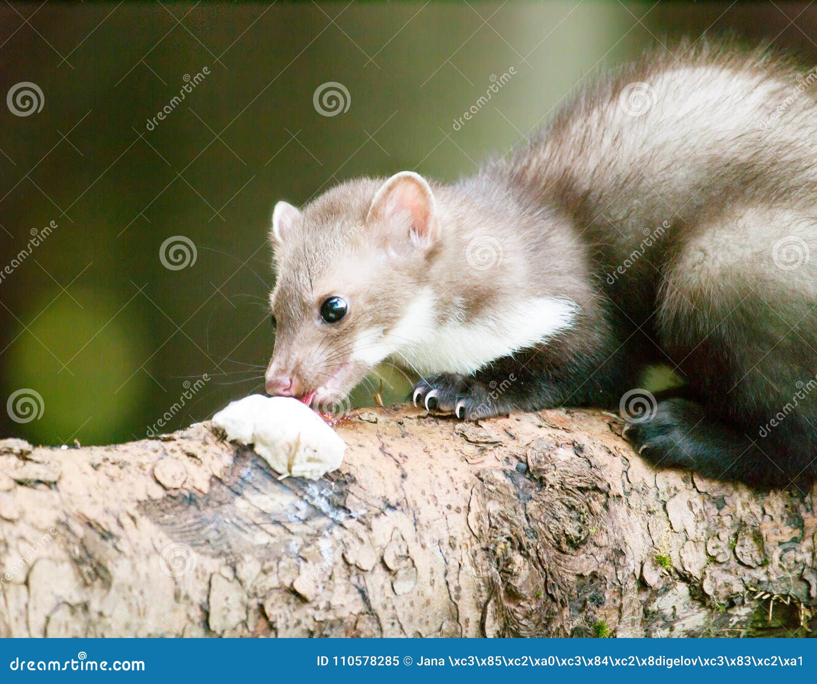 Het Wit Breasted Marter Etend Iets - Martes-foina Stock Afbeelding ...
